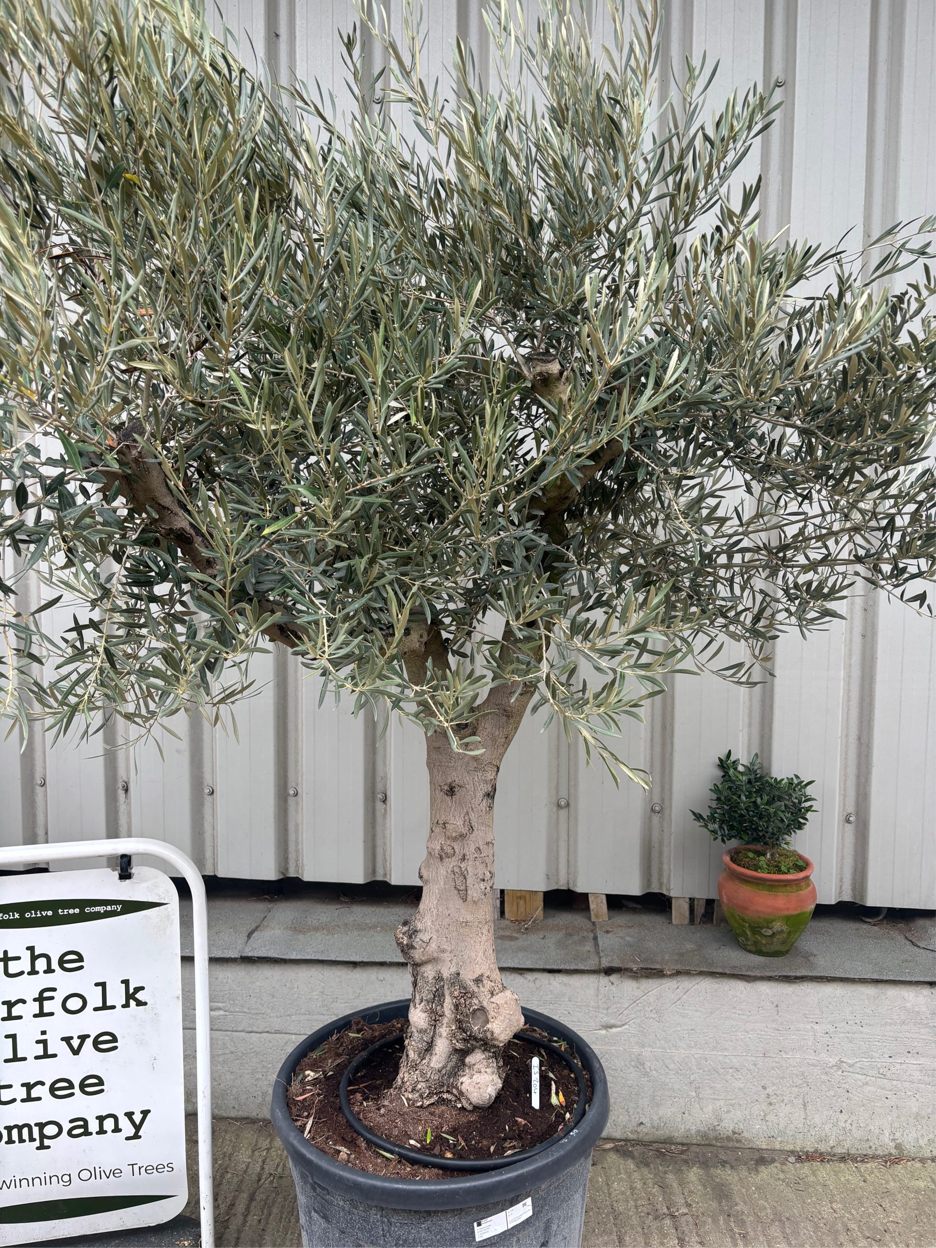 Gordal Olive tree - The Norfolk Olive Tree Company