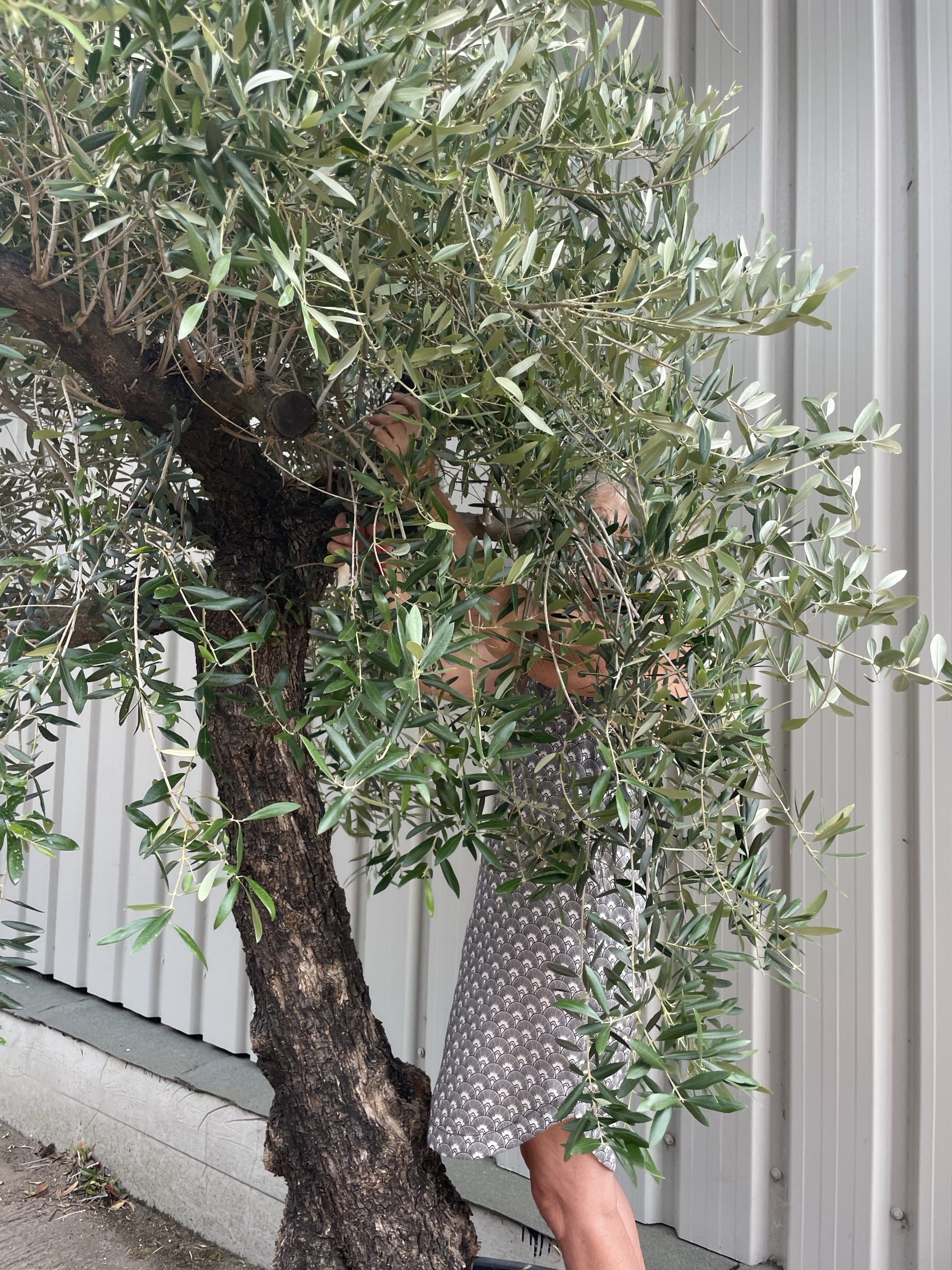 Gnarled multi stem Olive tree - The Norfolk Olive Tree Company