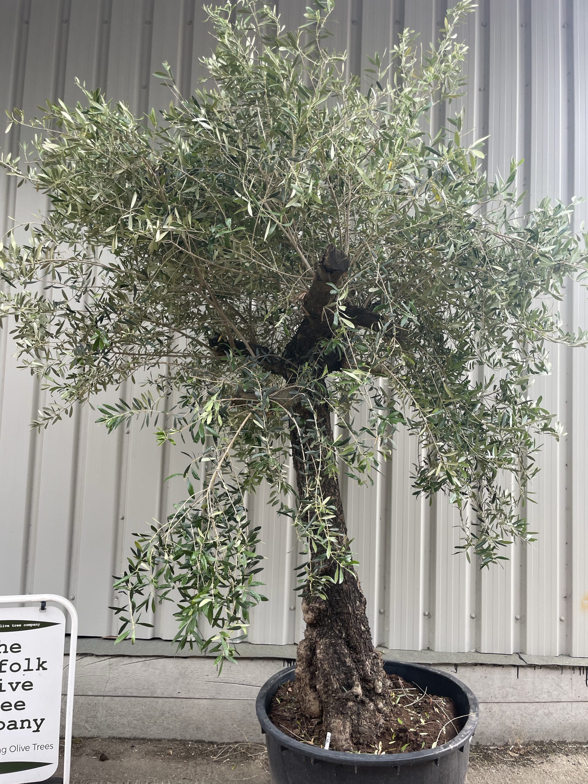 Gnarled multi stem Olive tree - The Norfolk Olive Tree Company