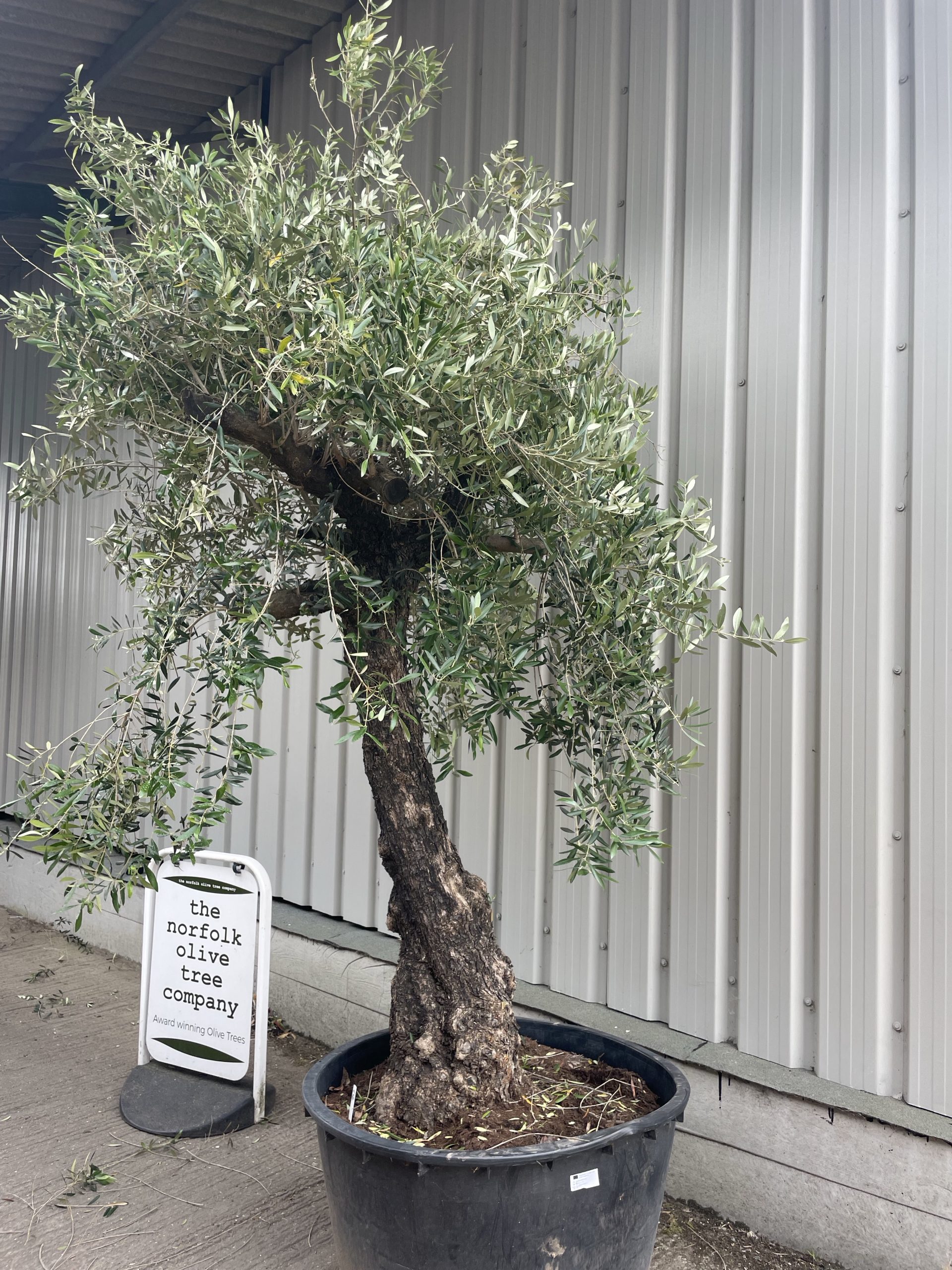 Gnarled multi stem Olive tree - The Norfolk Olive Tree Company