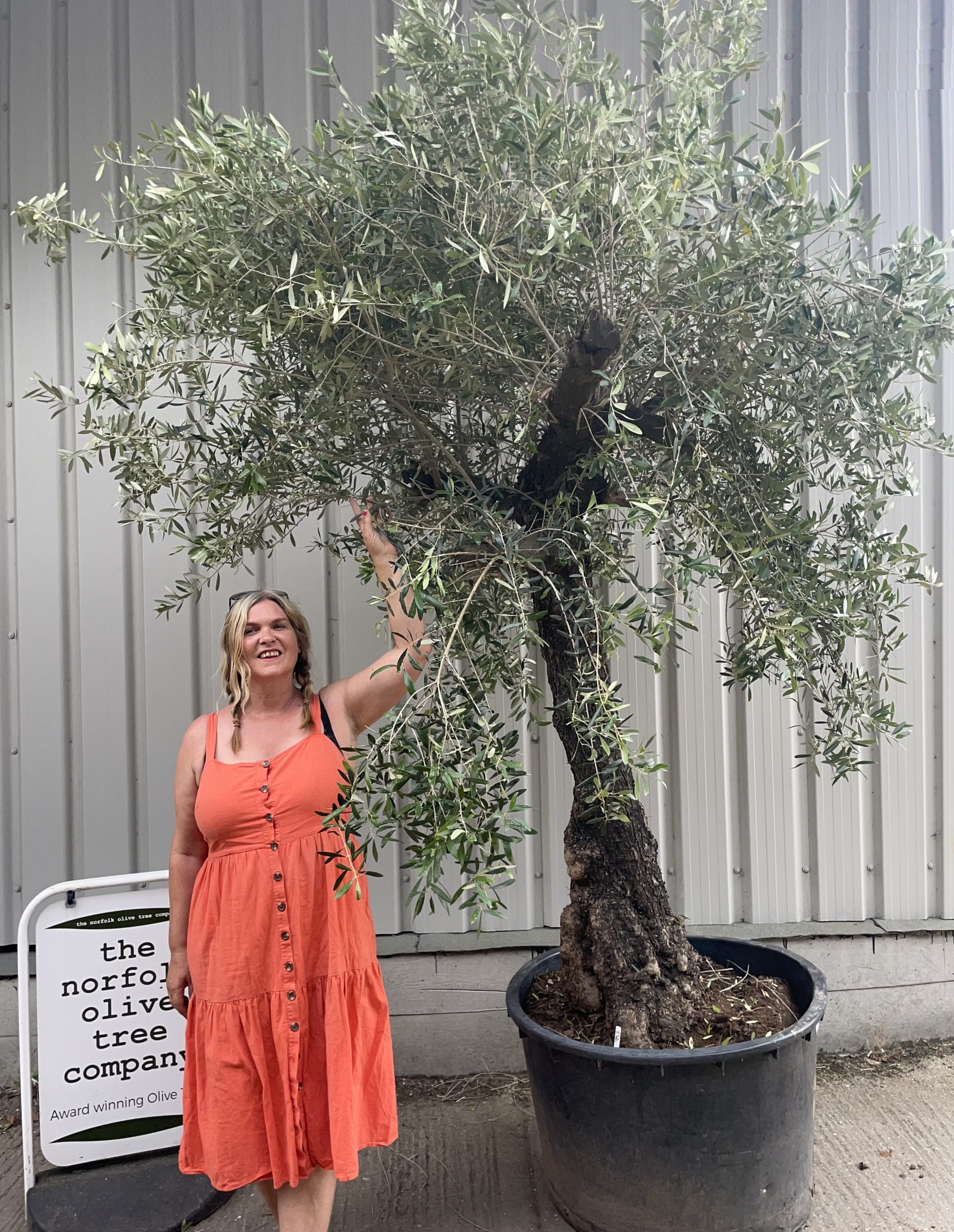 Gnarled multi stem Olive tree - The Norfolk Olive Tree Company