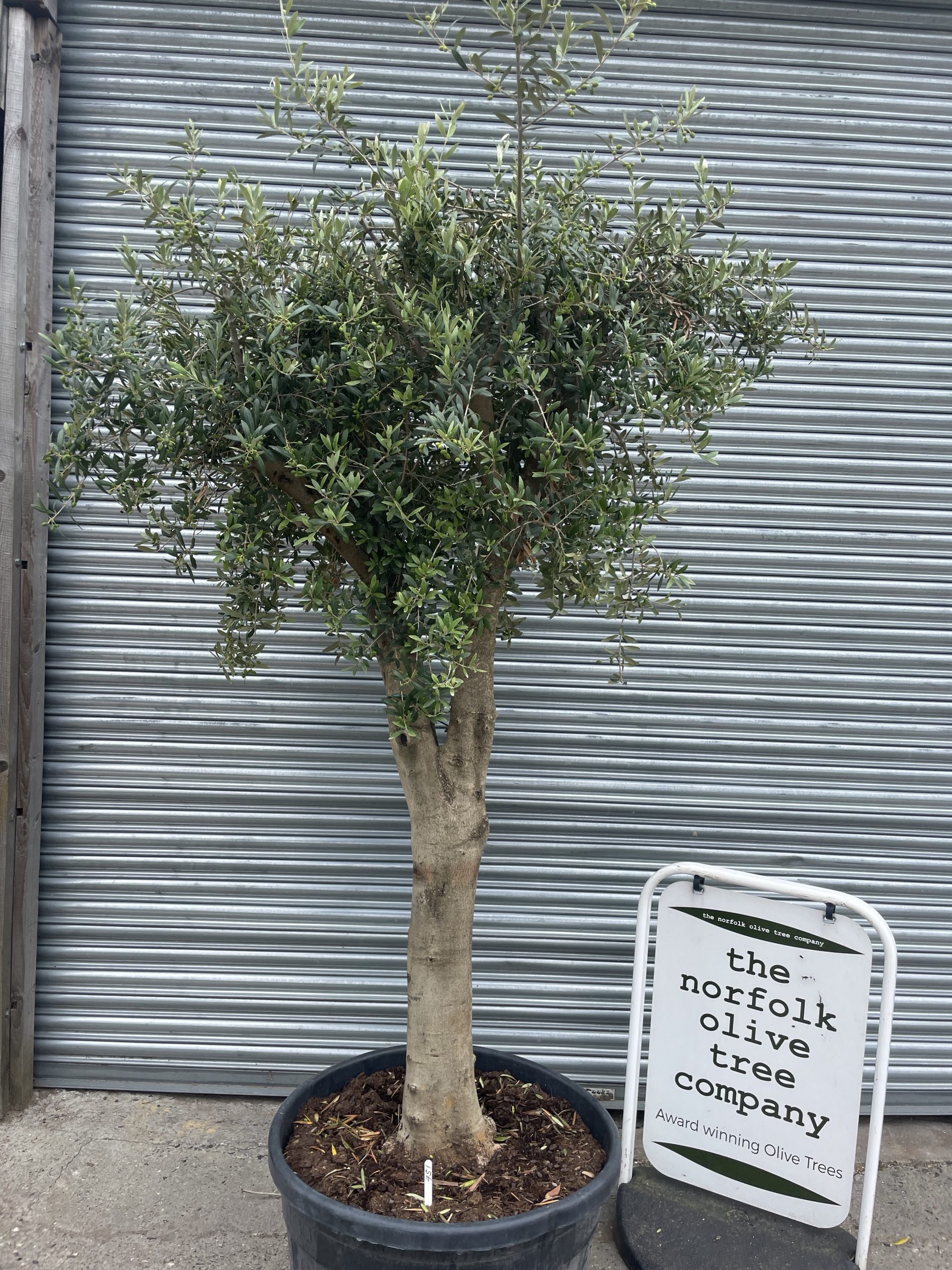 Smooth stem Olive tree - The Norfolk Olive Tree Company