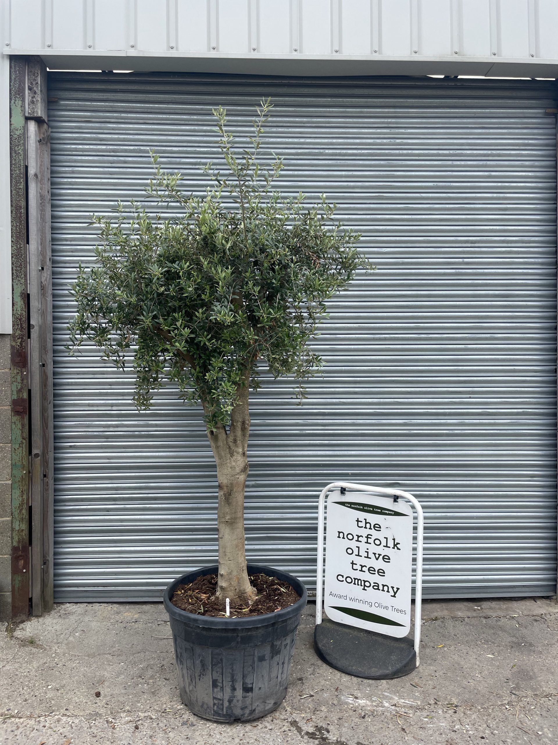 Smooth stem Olive tree - The Norfolk Olive Tree Company