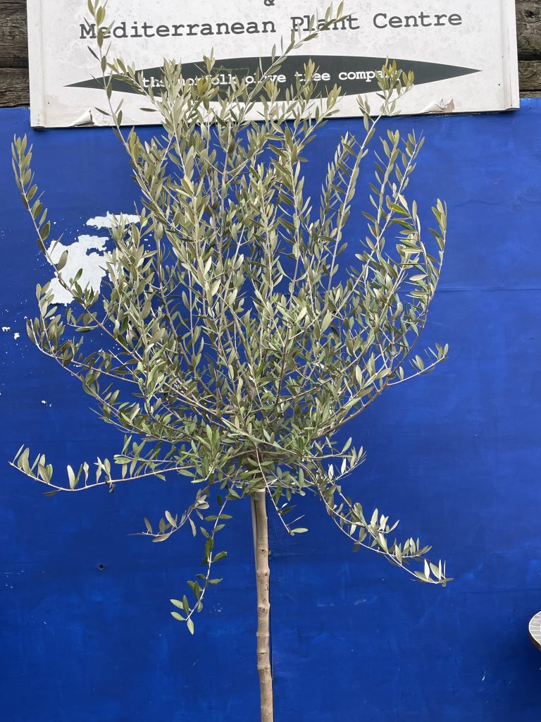 Tuscan Olive tree - free delivery - The Norfolk Olive Tree Company