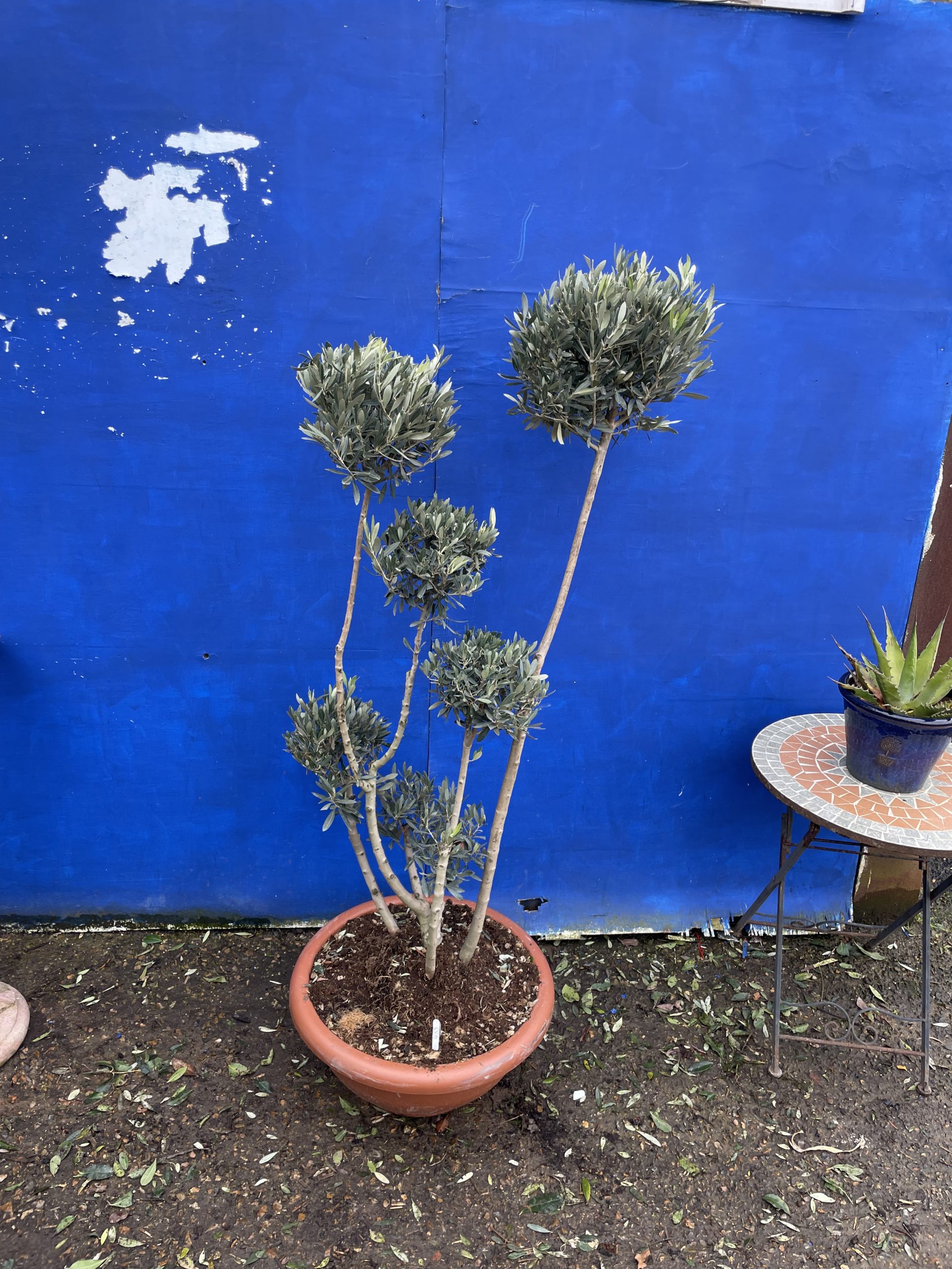 Topiary tree - free delivery - The Norfolk Olive Tree Company