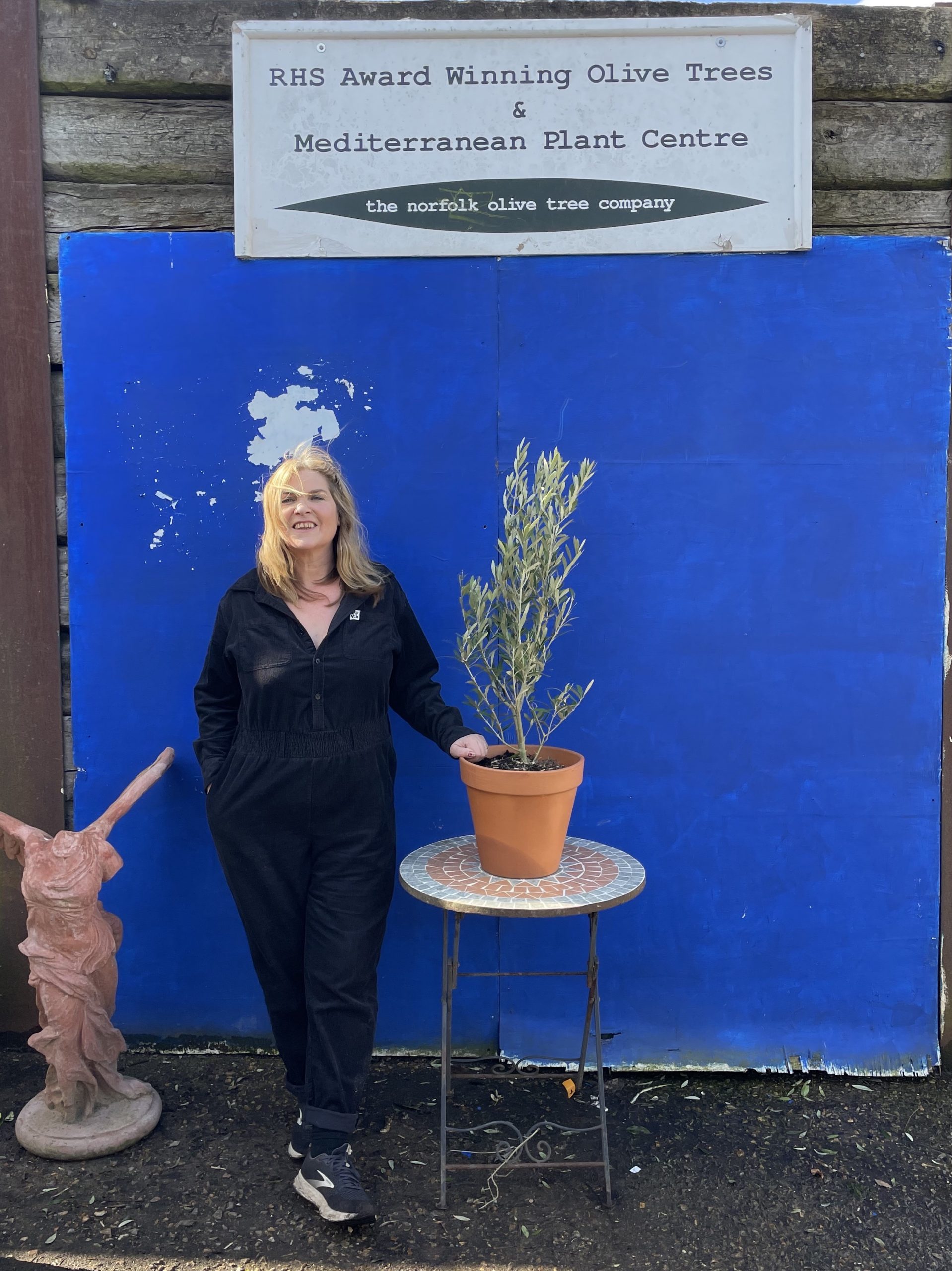 Dwarf Olive Tree. Free delivery - The Norfolk Olive Tree Company