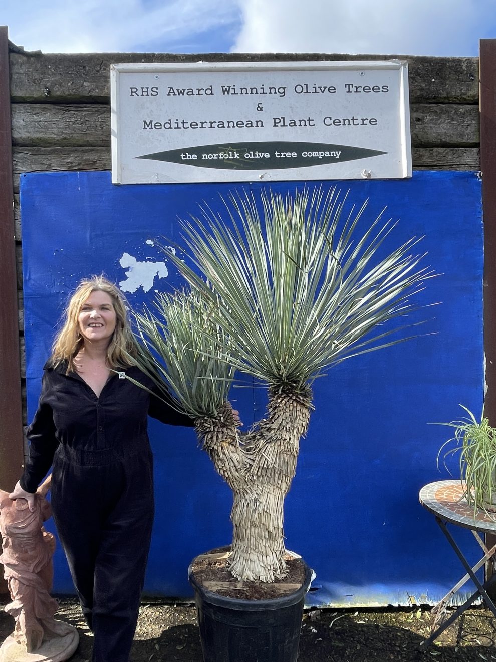 Double headed Yucca Rostrata - The Norfolk Olive Tree Company