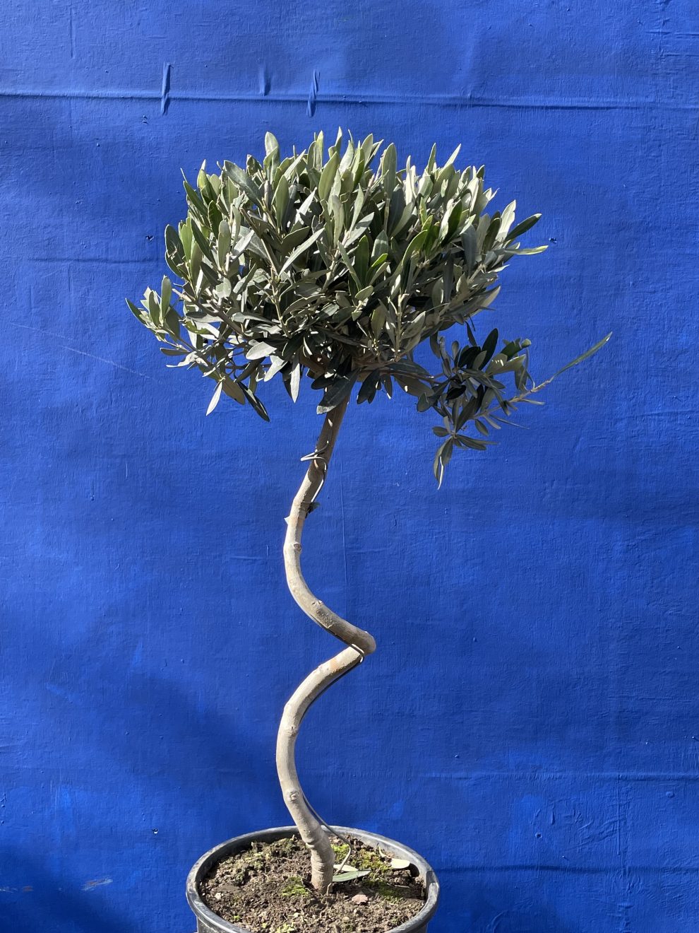 Twisted Stem Olive Tree for sale. Buy now for free delivery. - The ...