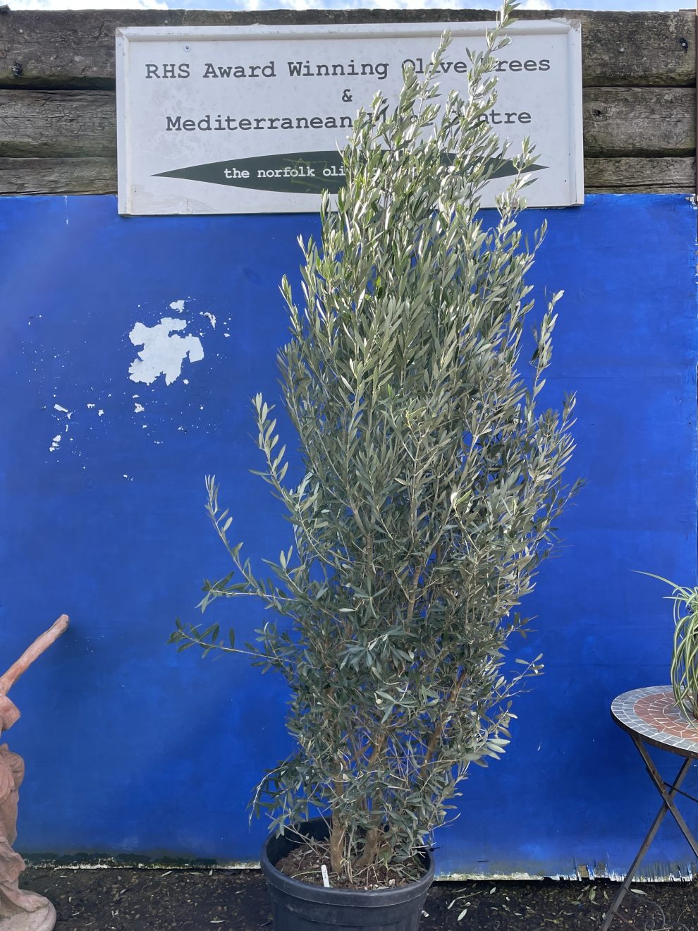 Bush Olive tree - The Norfolk Olive Tree Company