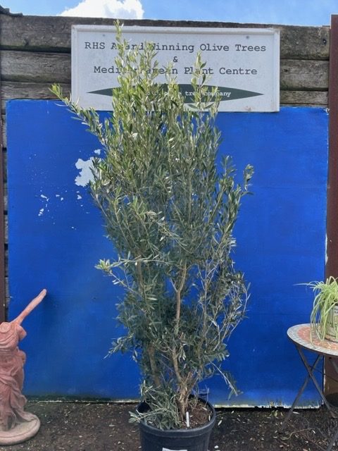 Bush Olive tree - The Norfolk Olive Tree Company