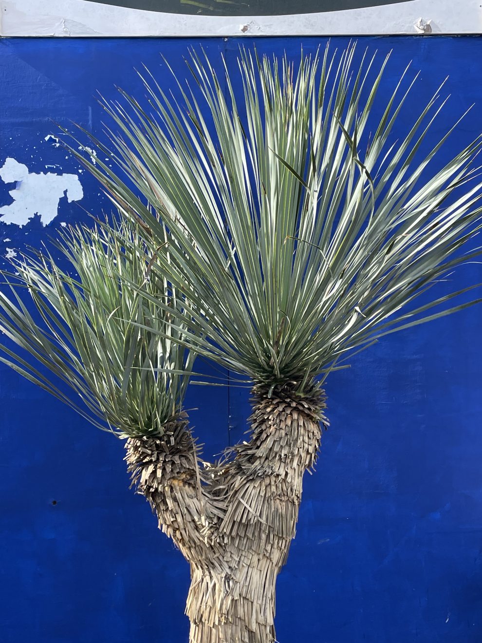Double headed Yucca Rostrata - The Norfolk Olive Tree Company