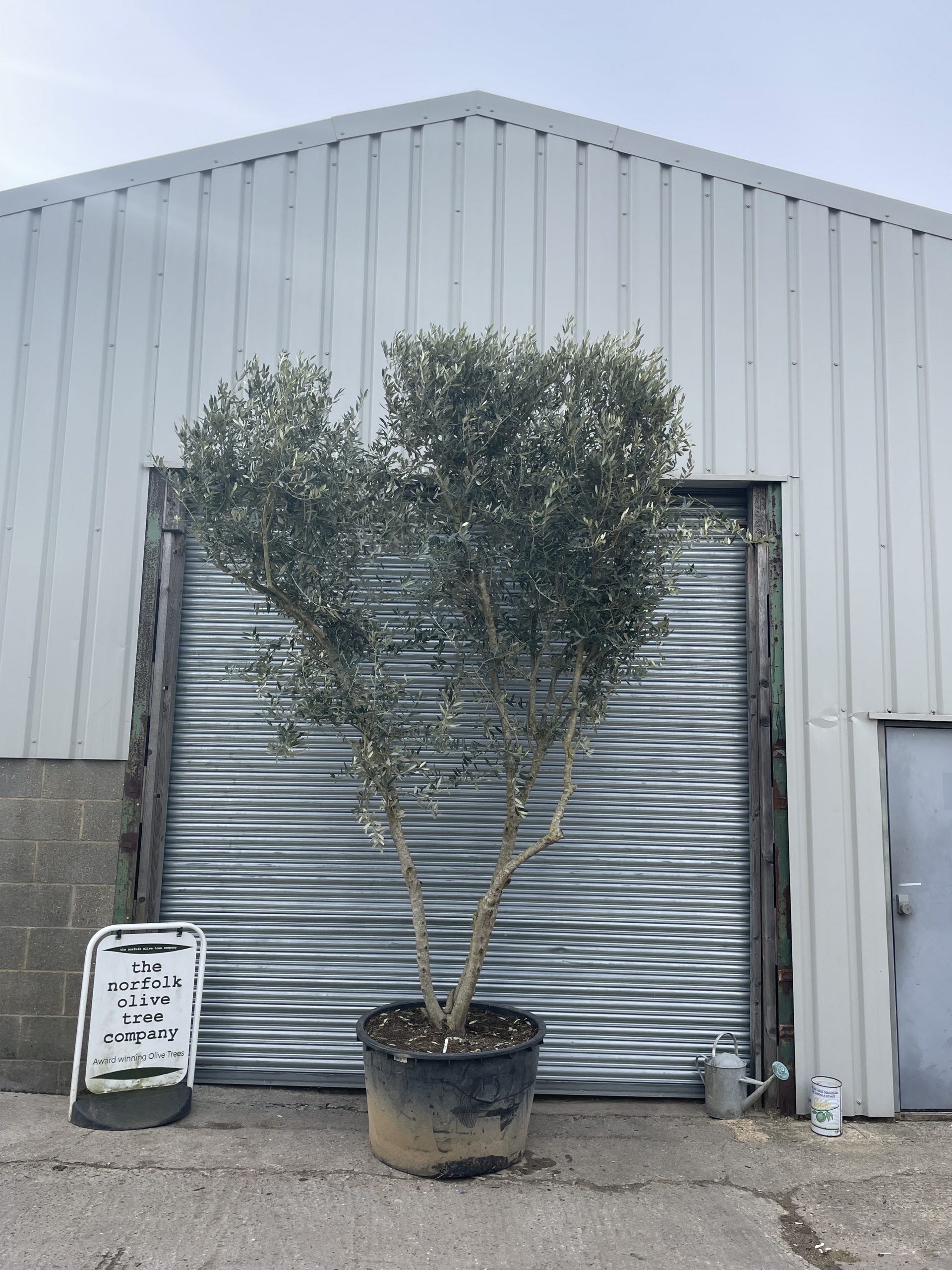 Multi-stem screening olive tree - The Norfolk Olive Tree Company