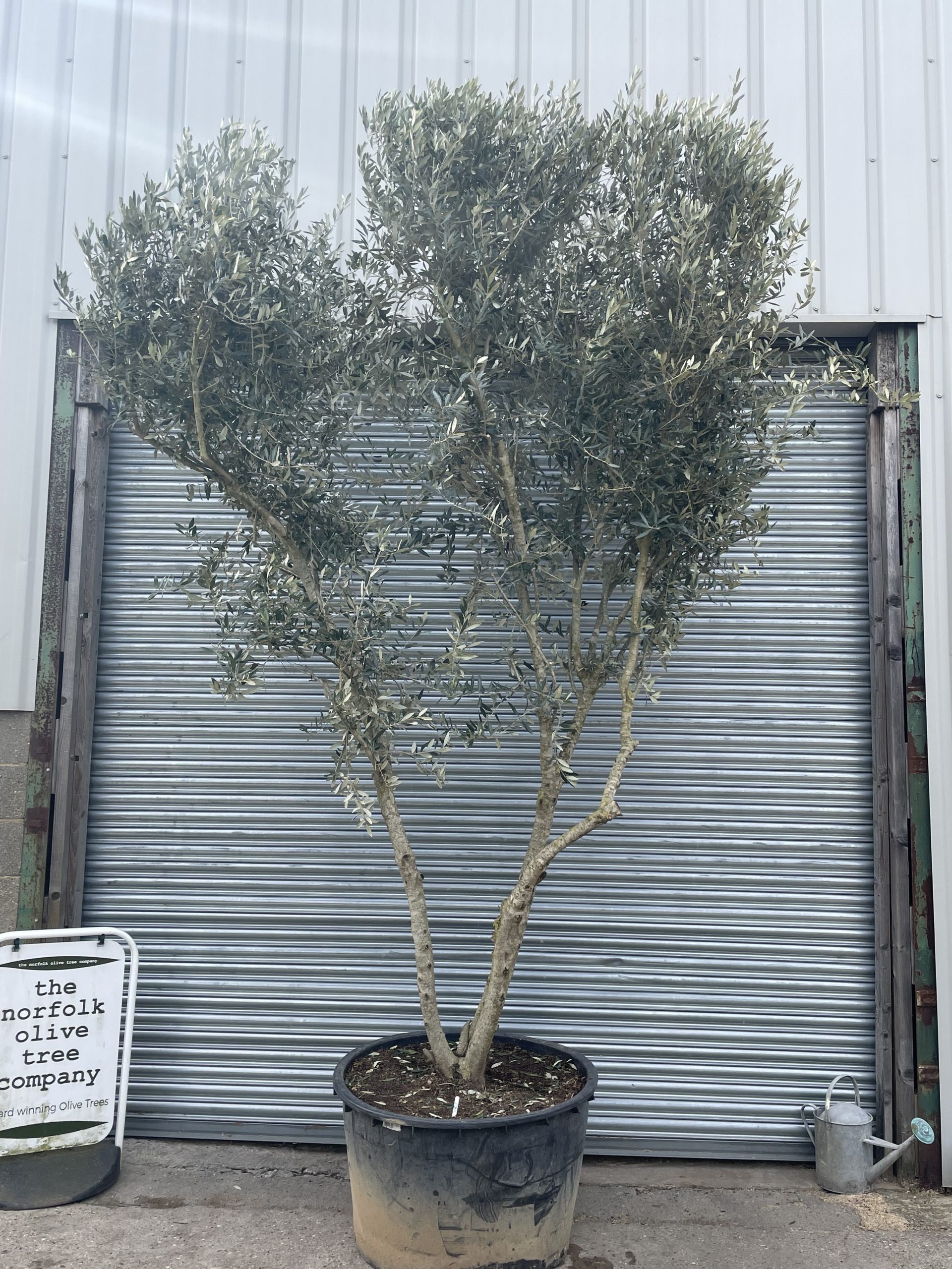 Multi-stem screening olive tree - The Norfolk Olive Tree Company