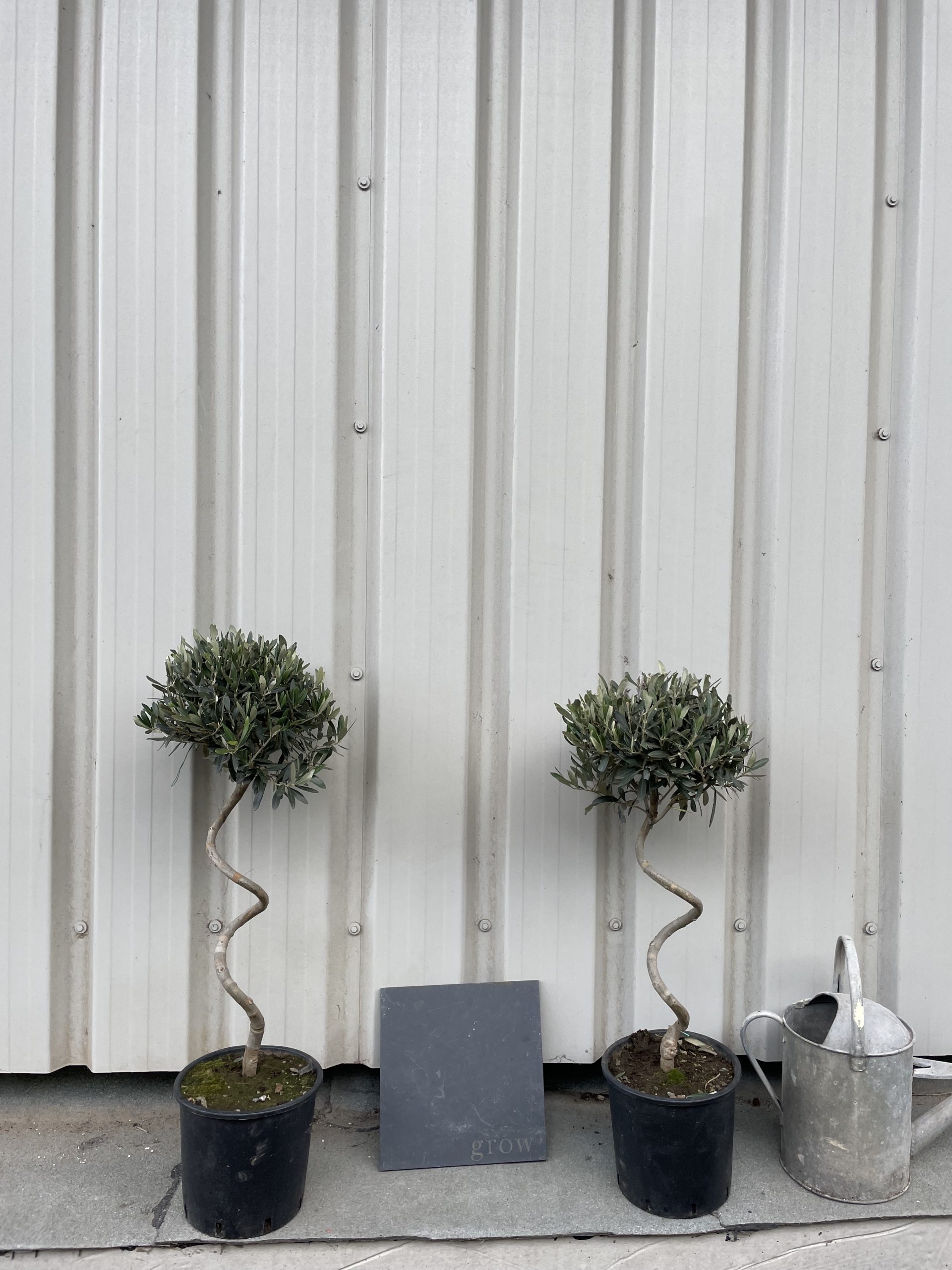 Pair of spiral Olive trees - free delivery - The Norfolk Olive Tree Company