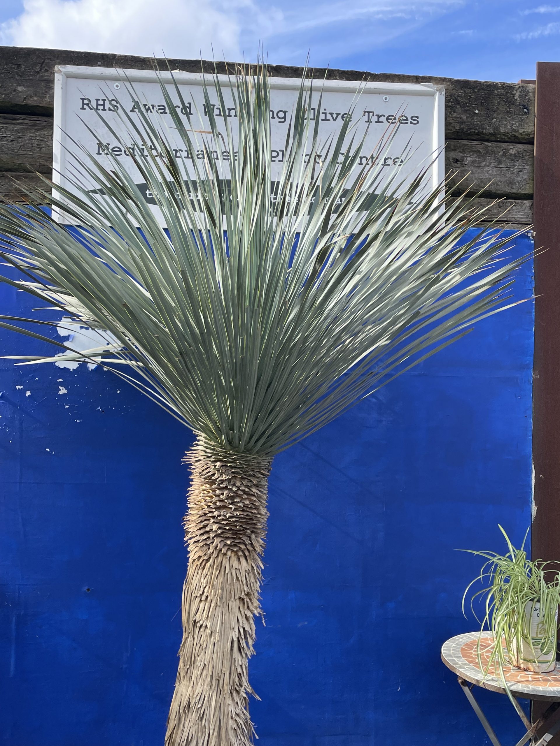 Mature Yucca Rostrata - The Norfolk Olive Tree Company