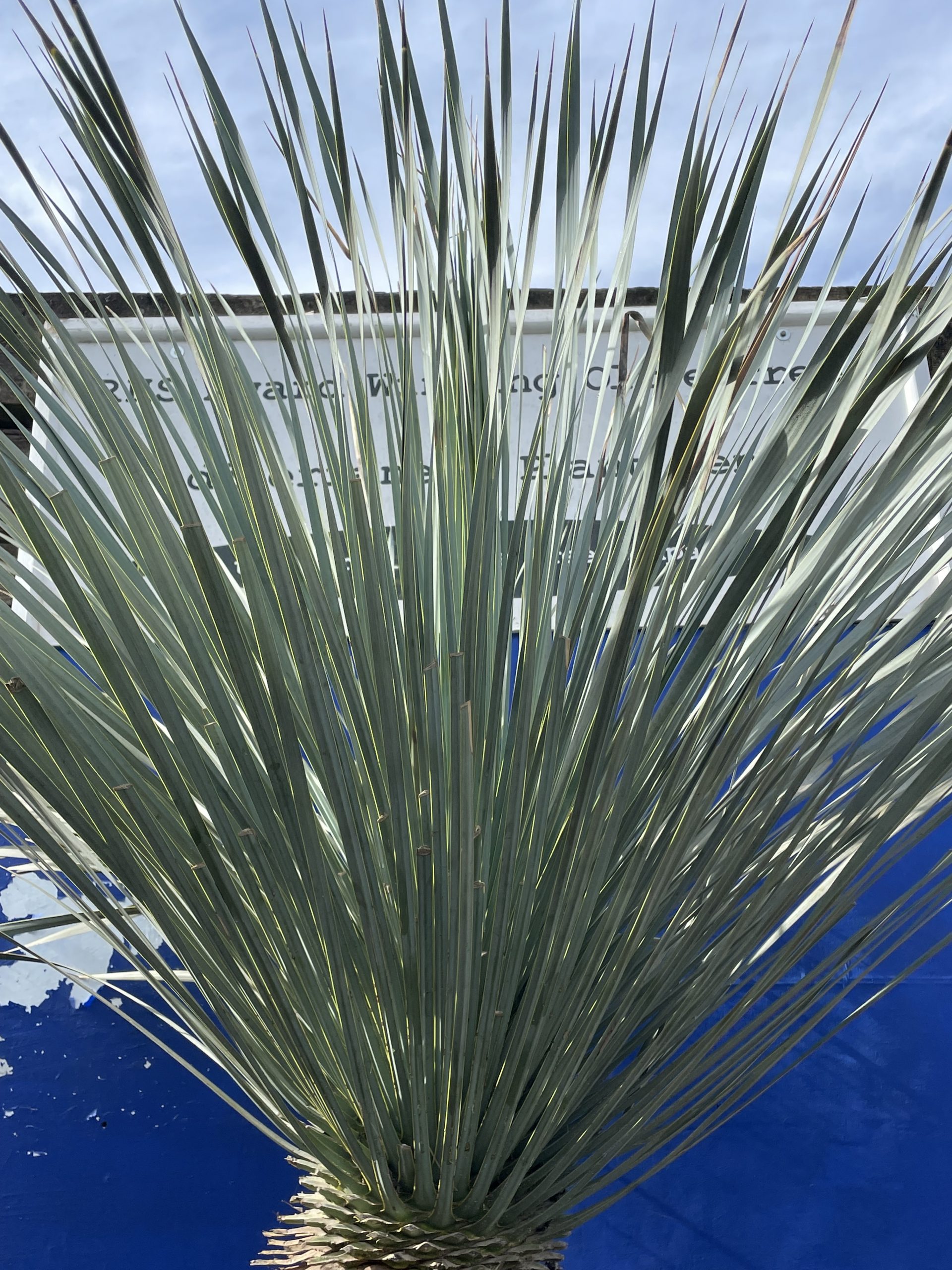 Mature Yucca Rostrata - The Norfolk Olive Tree Company