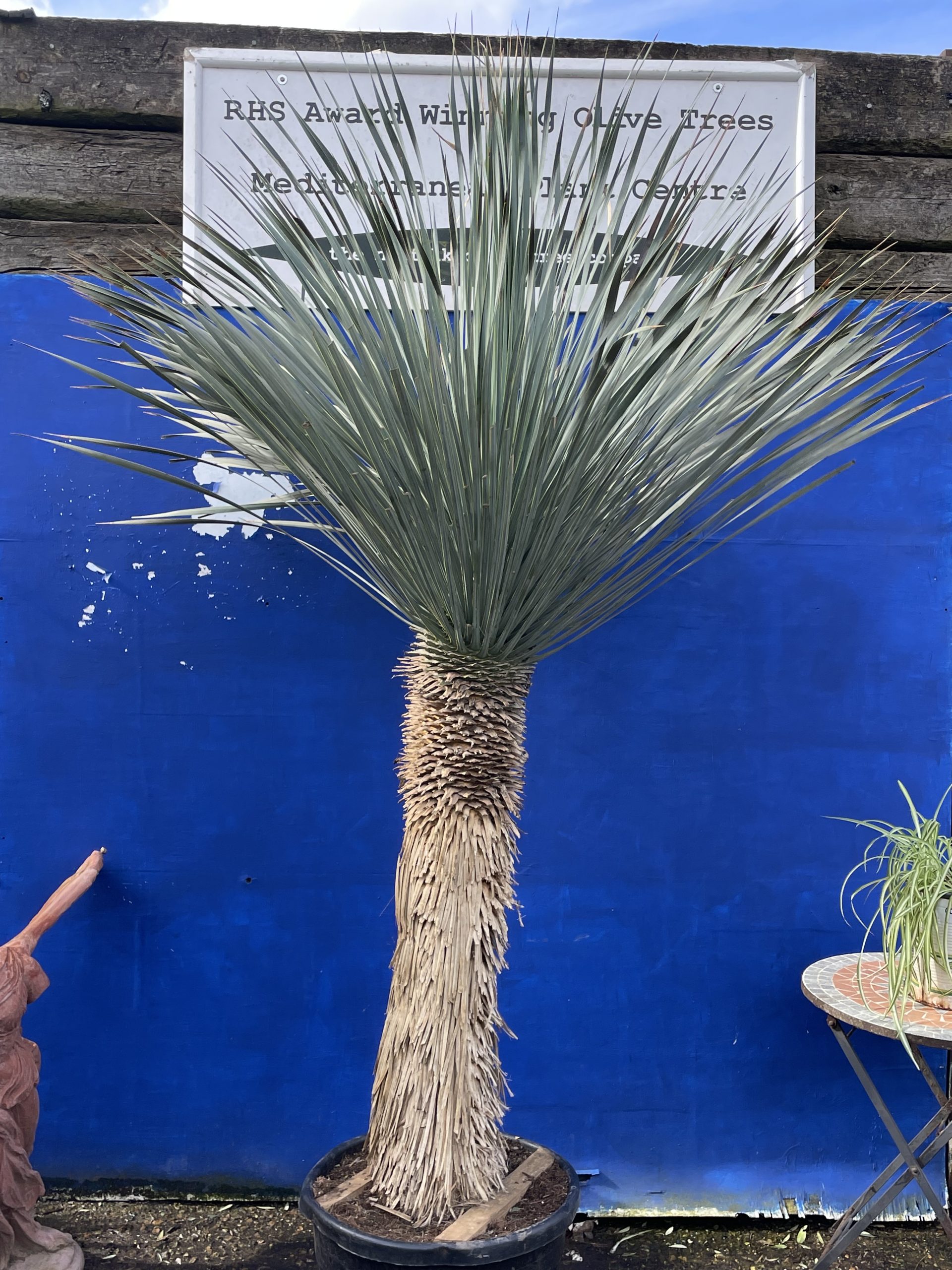 Mature Yucca Rostrata - The Norfolk Olive Tree Company