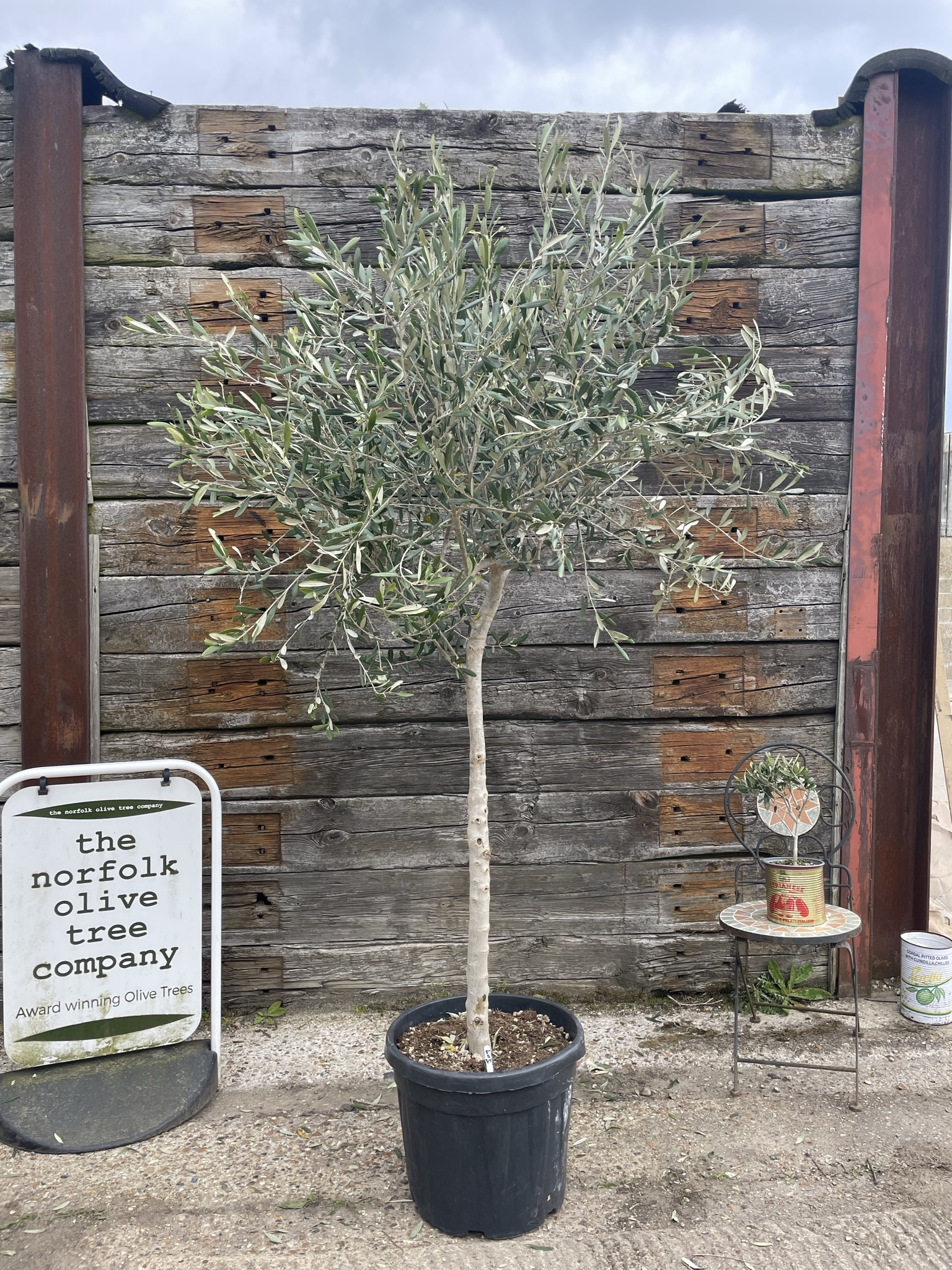 Tuscan Olive tree - free delivery - The Norfolk Olive Tree Company