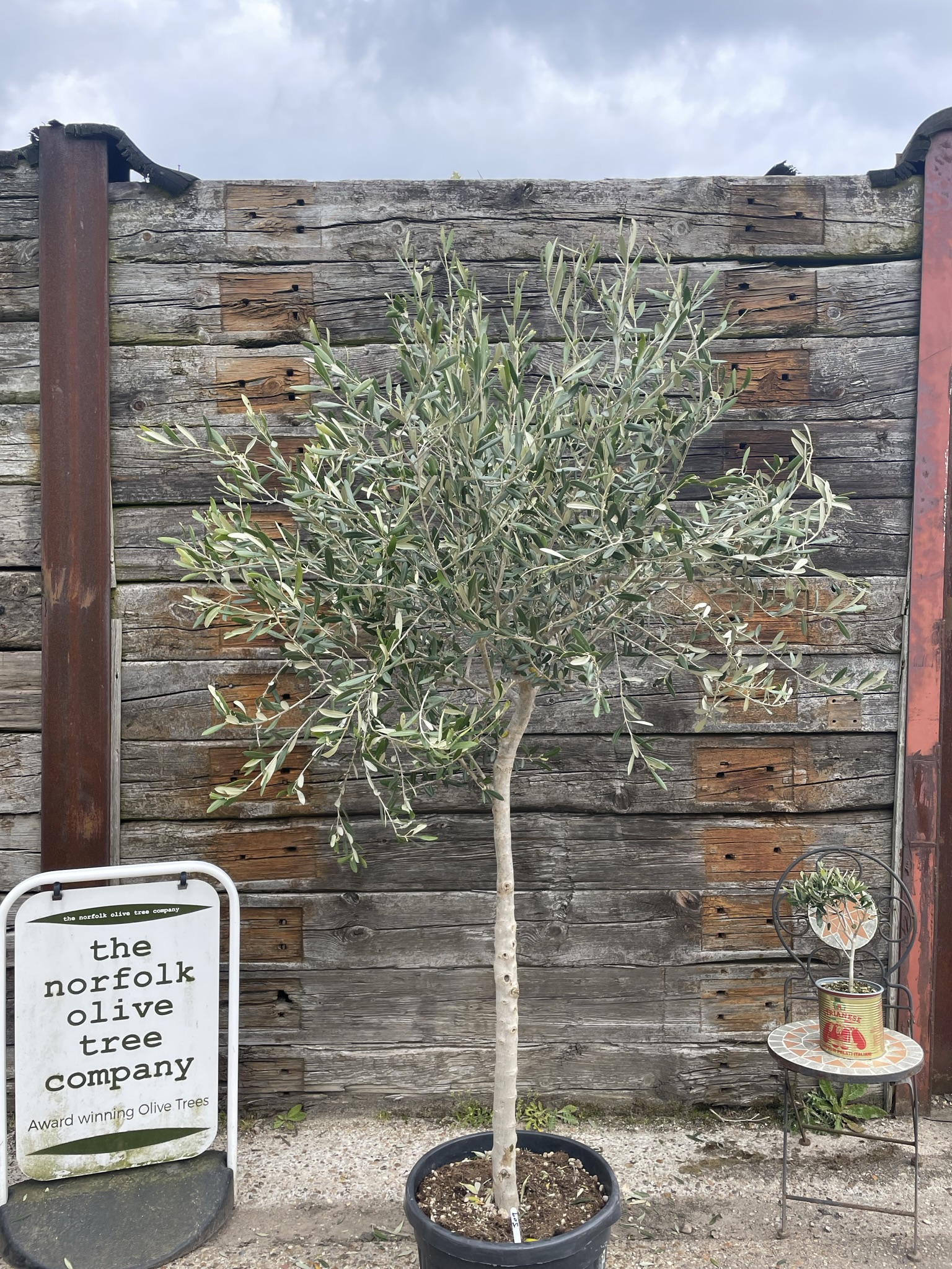 Tuscan Olive tree - free delivery - The Norfolk Olive Tree Company