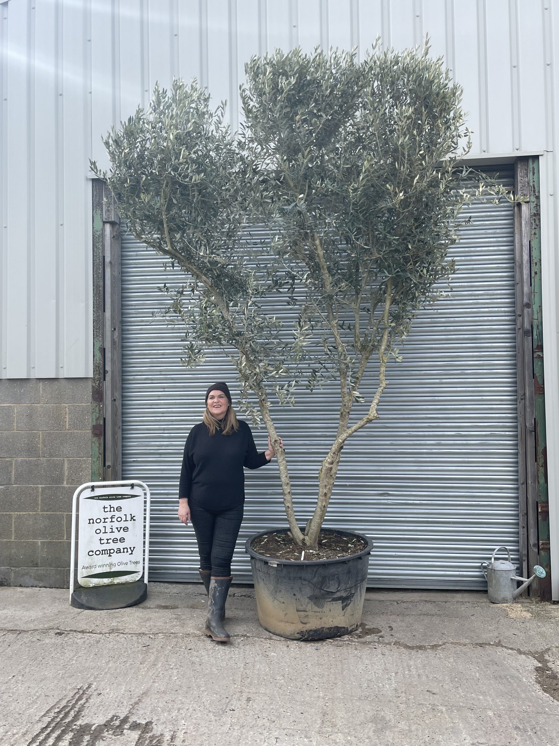 Multi-stem screening olive tree - The Norfolk Olive Tree Company