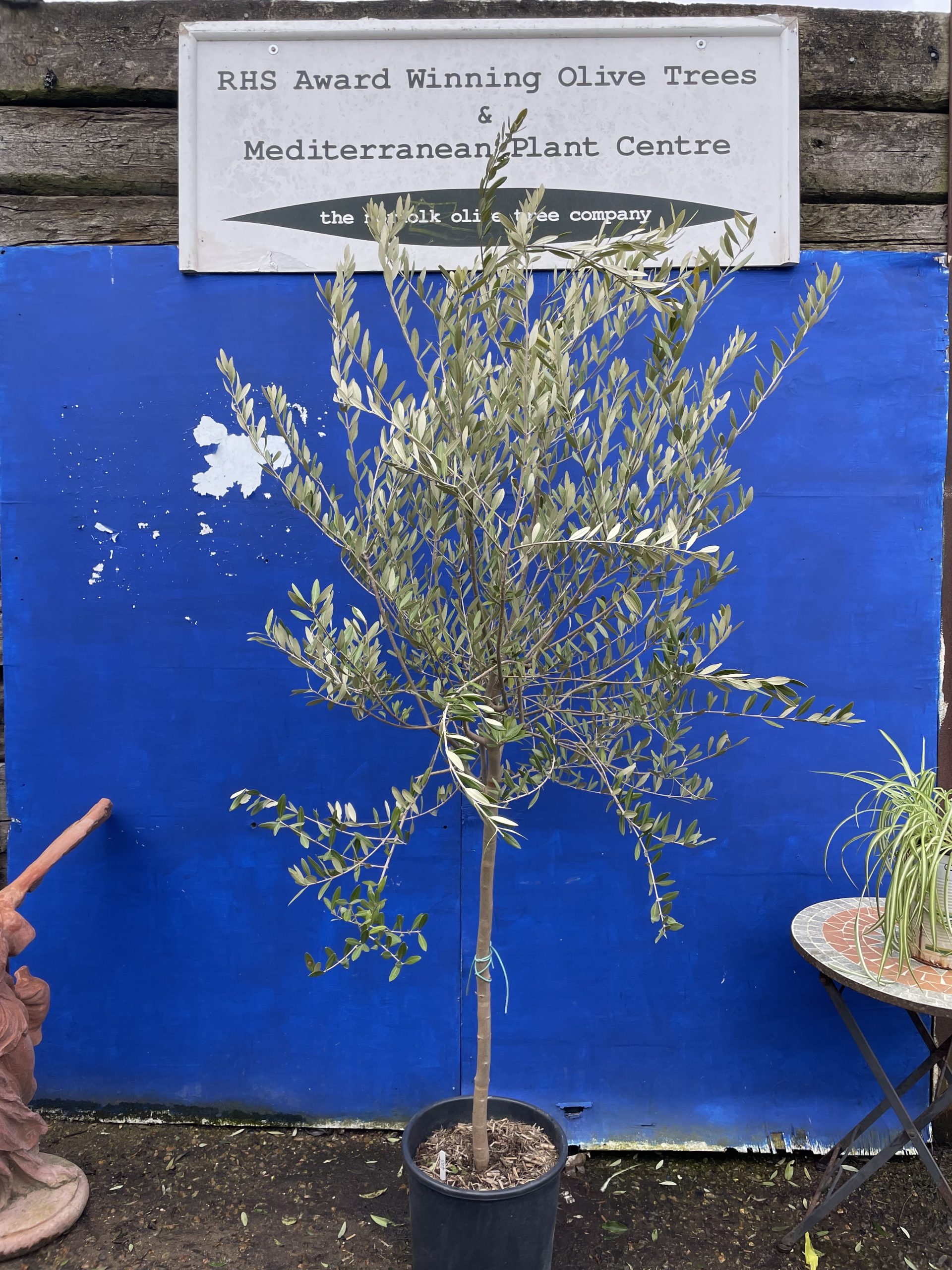Tuscan Olive tree - free delivery - The Norfolk Olive Tree Company