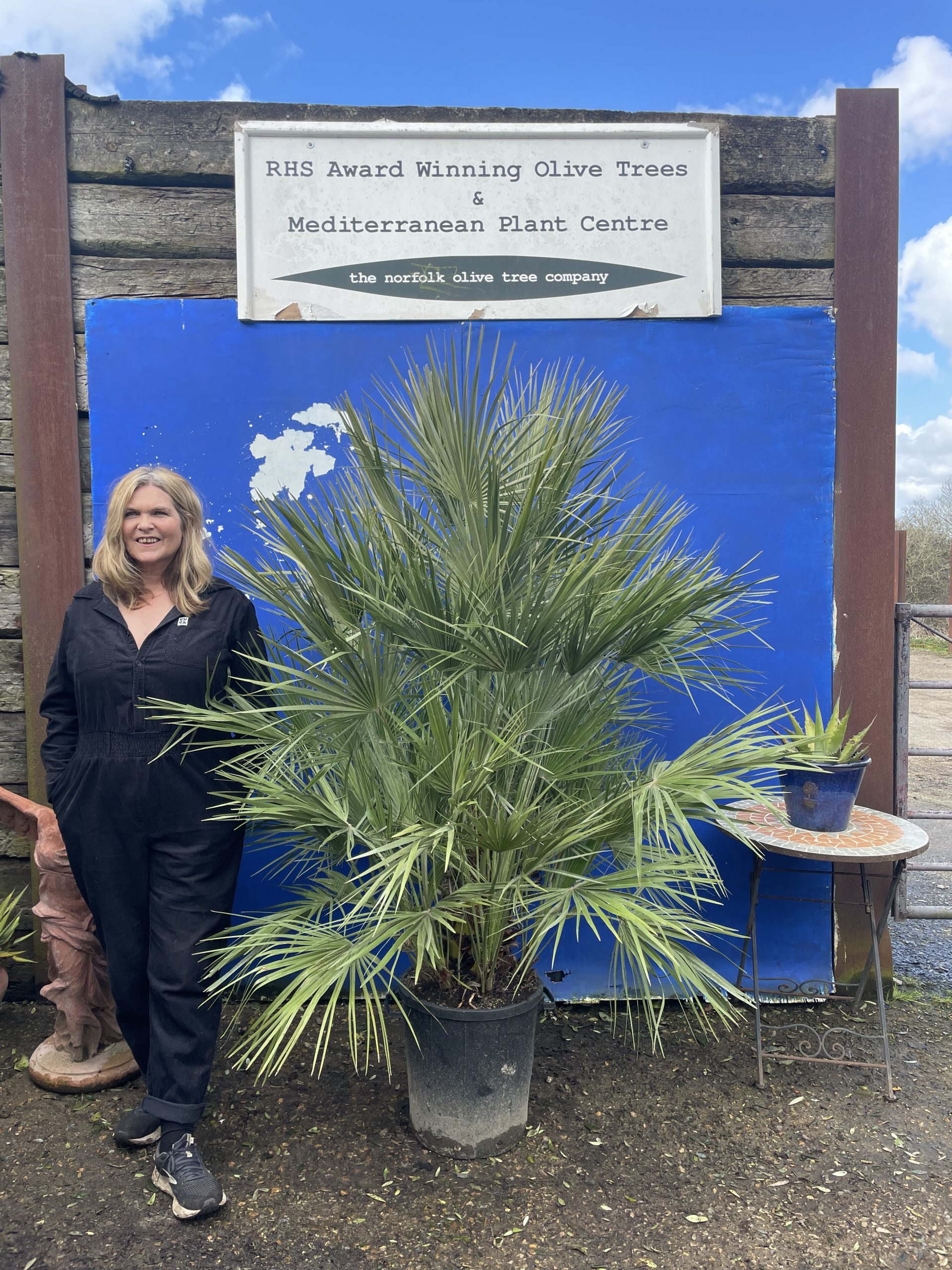 Chamaerops Humilis - free delivery - The Norfolk Olive Tree Company
