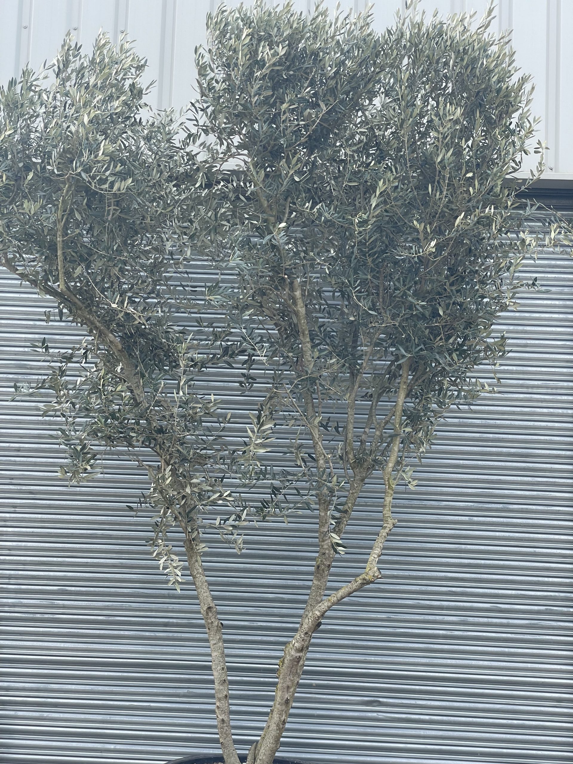 Multi-stem screening olive tree - The Norfolk Olive Tree Company