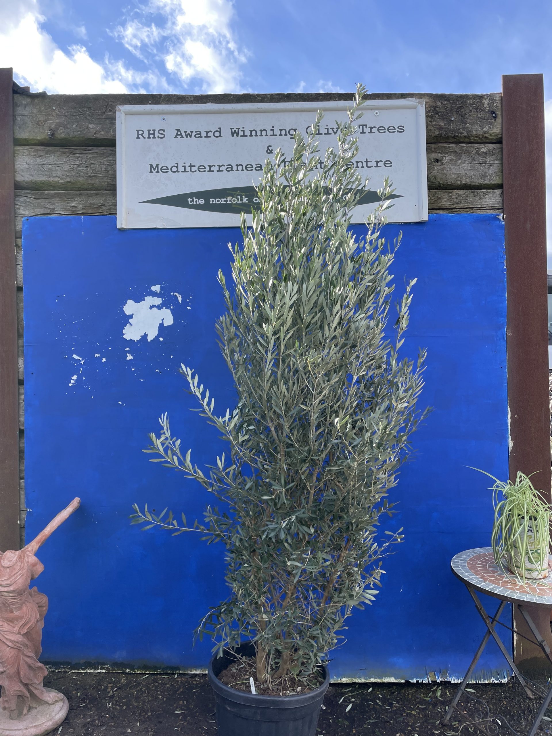 Bush Olive tree - The Norfolk Olive Tree Company