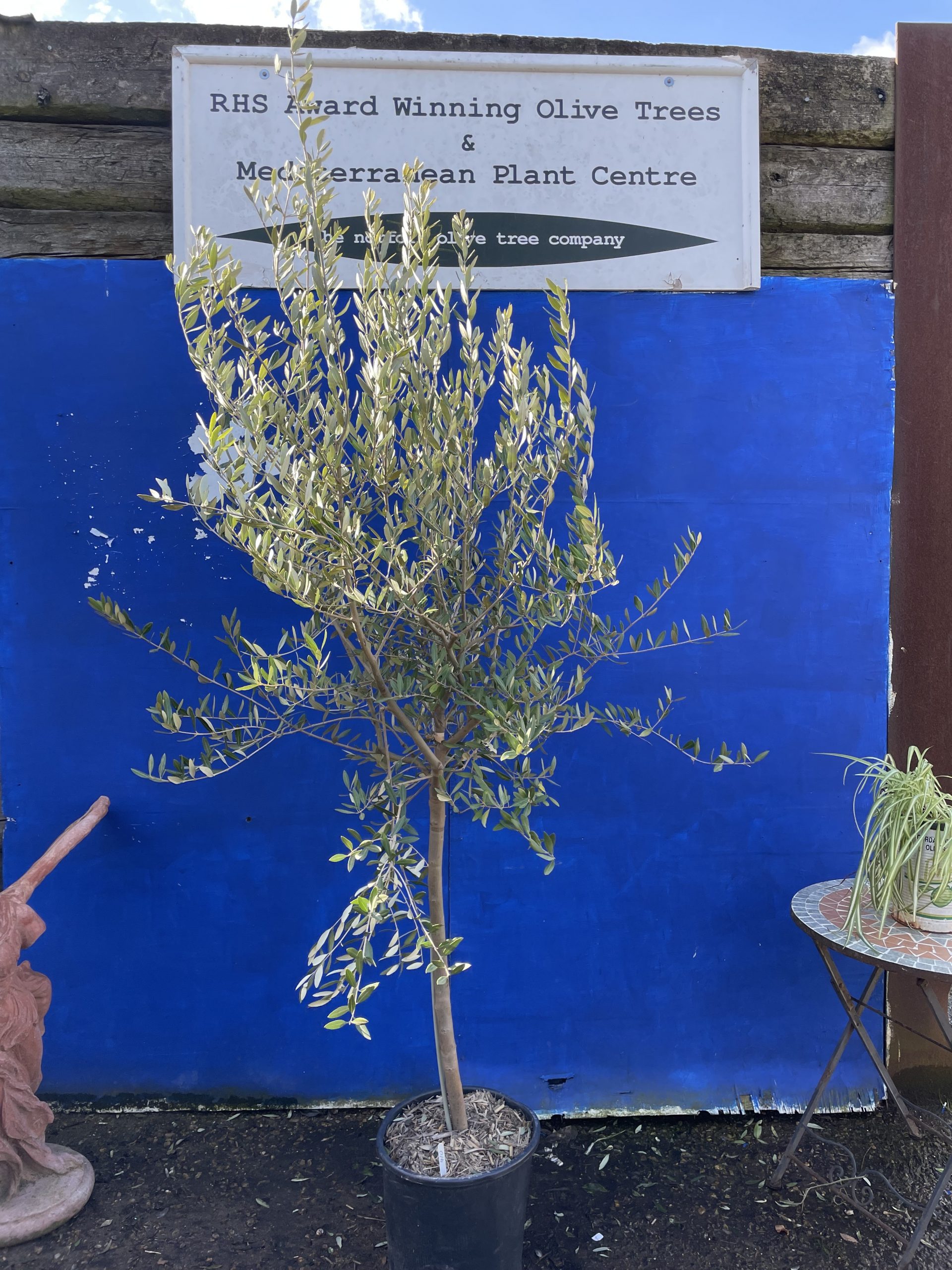 Tuscan Olive tree - free delivery - The Norfolk Olive Tree Company