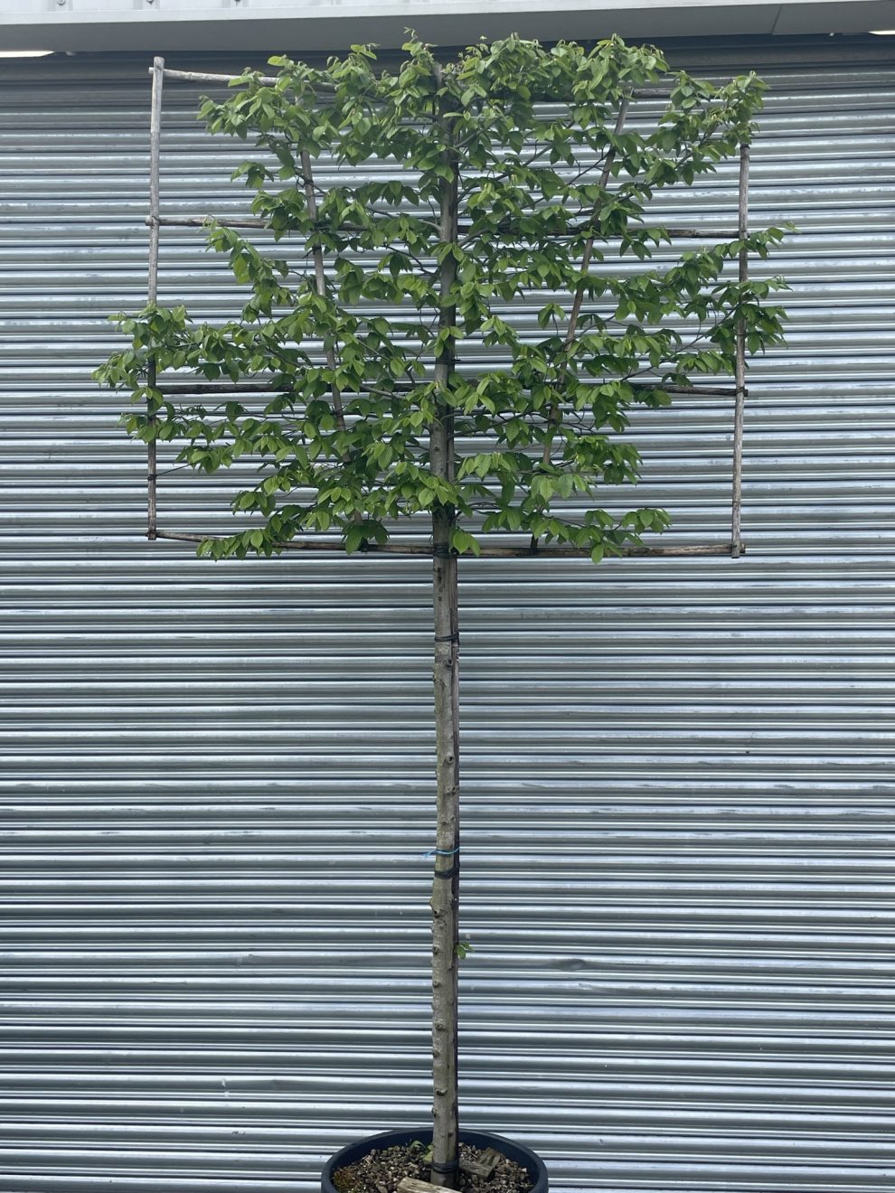 Pleached Hornbeam - The Norfolk Olive Tree Company