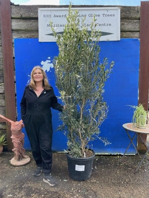 Bush Olive tree - The Norfolk Olive Tree Company