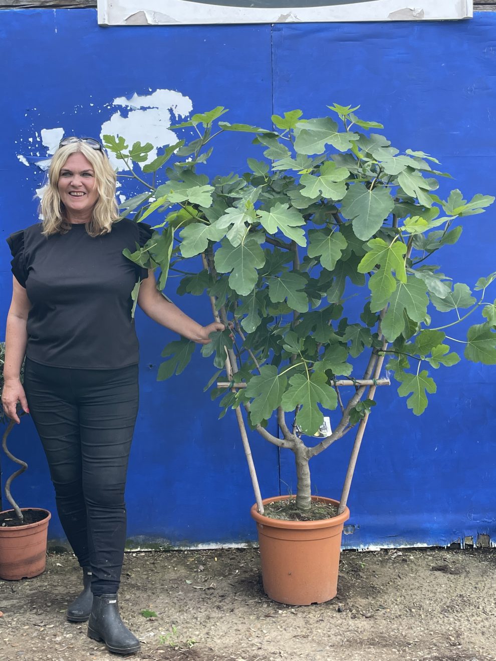 Fig tree for sale. Delivery included. - The Norfolk Olive Tree Company