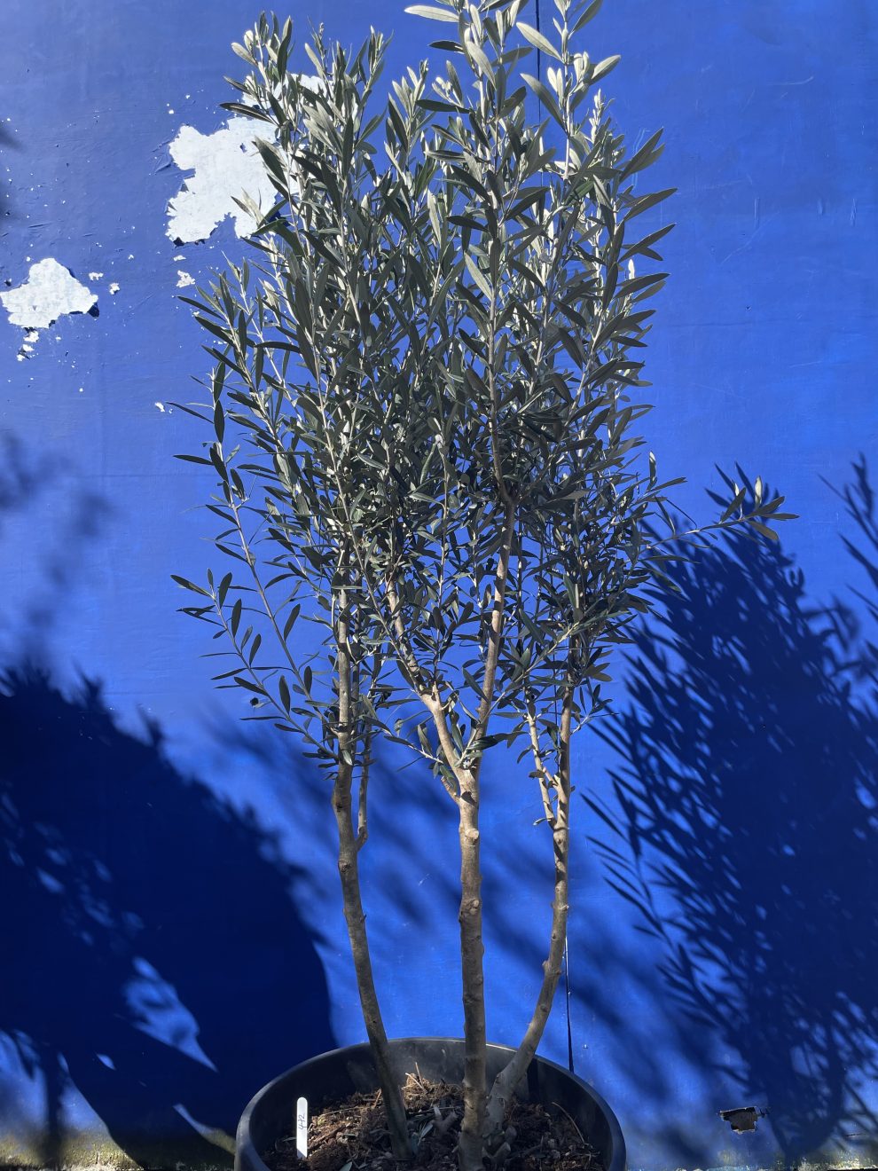 Small multi stem Olive tree - The Norfolk Olive Tree Company