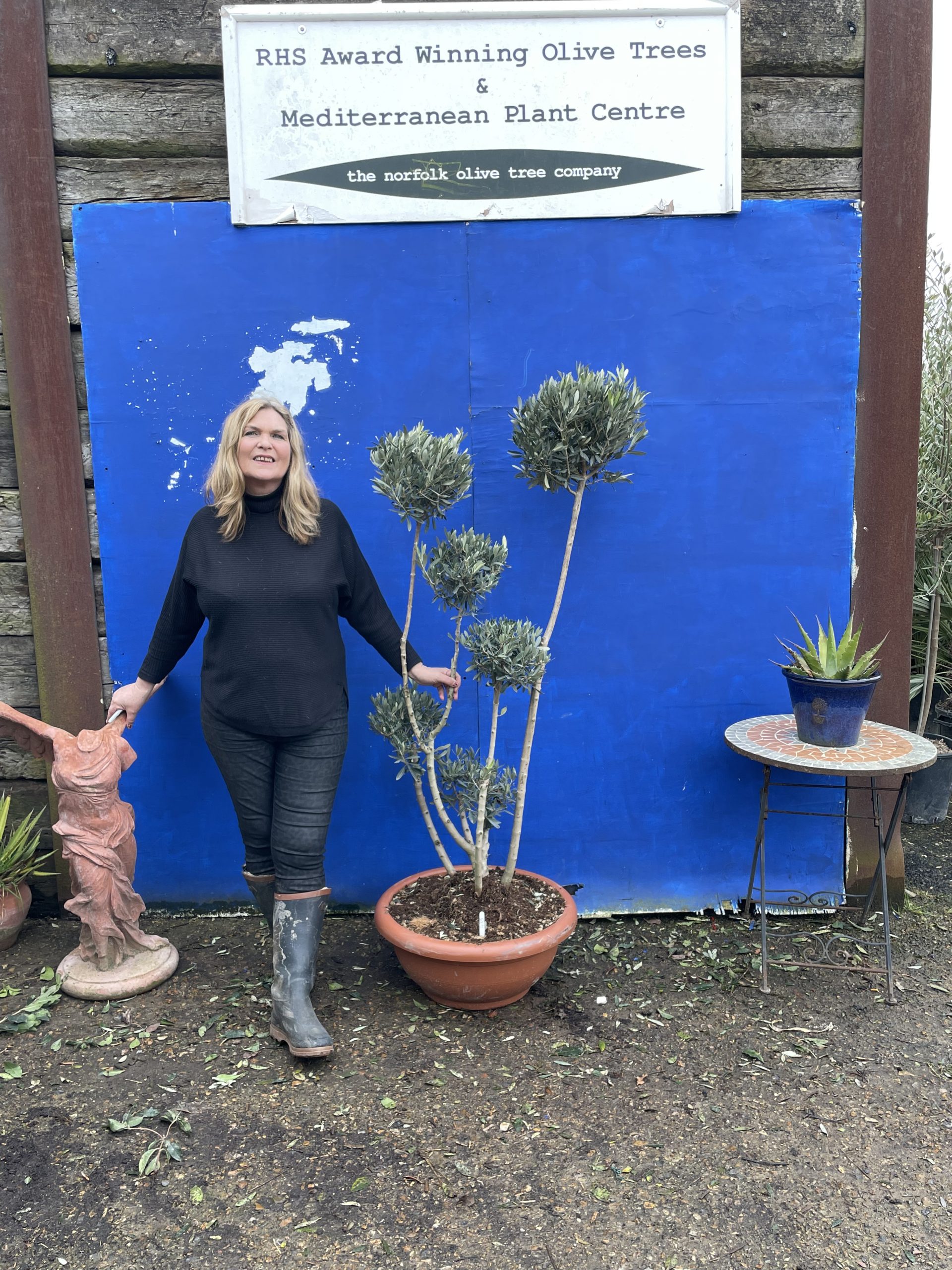 Topiary tree - free delivery - The Norfolk Olive Tree Company