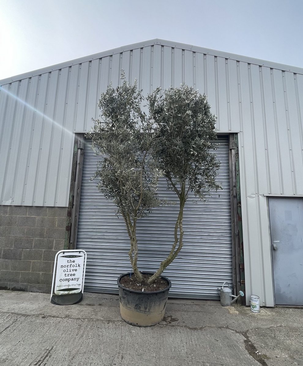 Screening Olive tree - The Norfolk Olive Tree Company