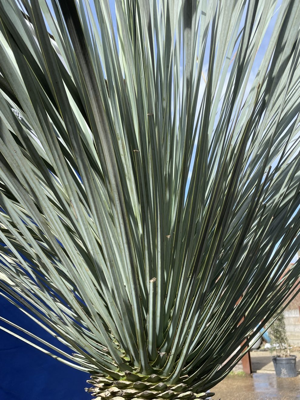 Mature Yucca Rostrata - The Norfolk Olive Tree Company