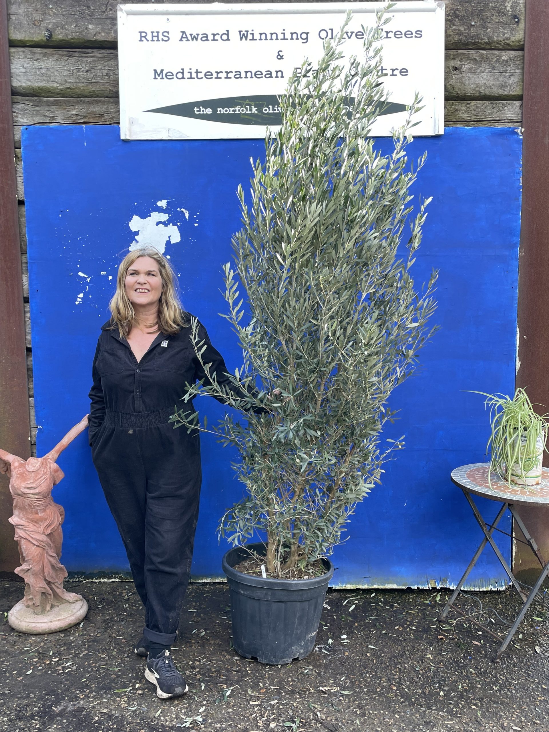 Bush Olive tree - The Norfolk Olive Tree Company