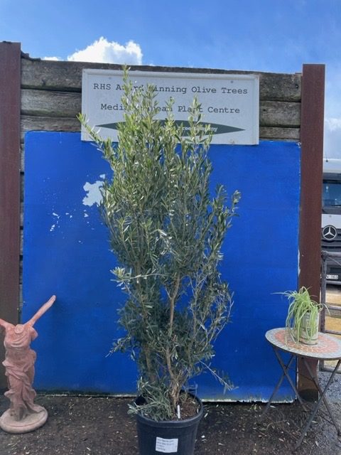 Bush Olive tree - The Norfolk Olive Tree Company