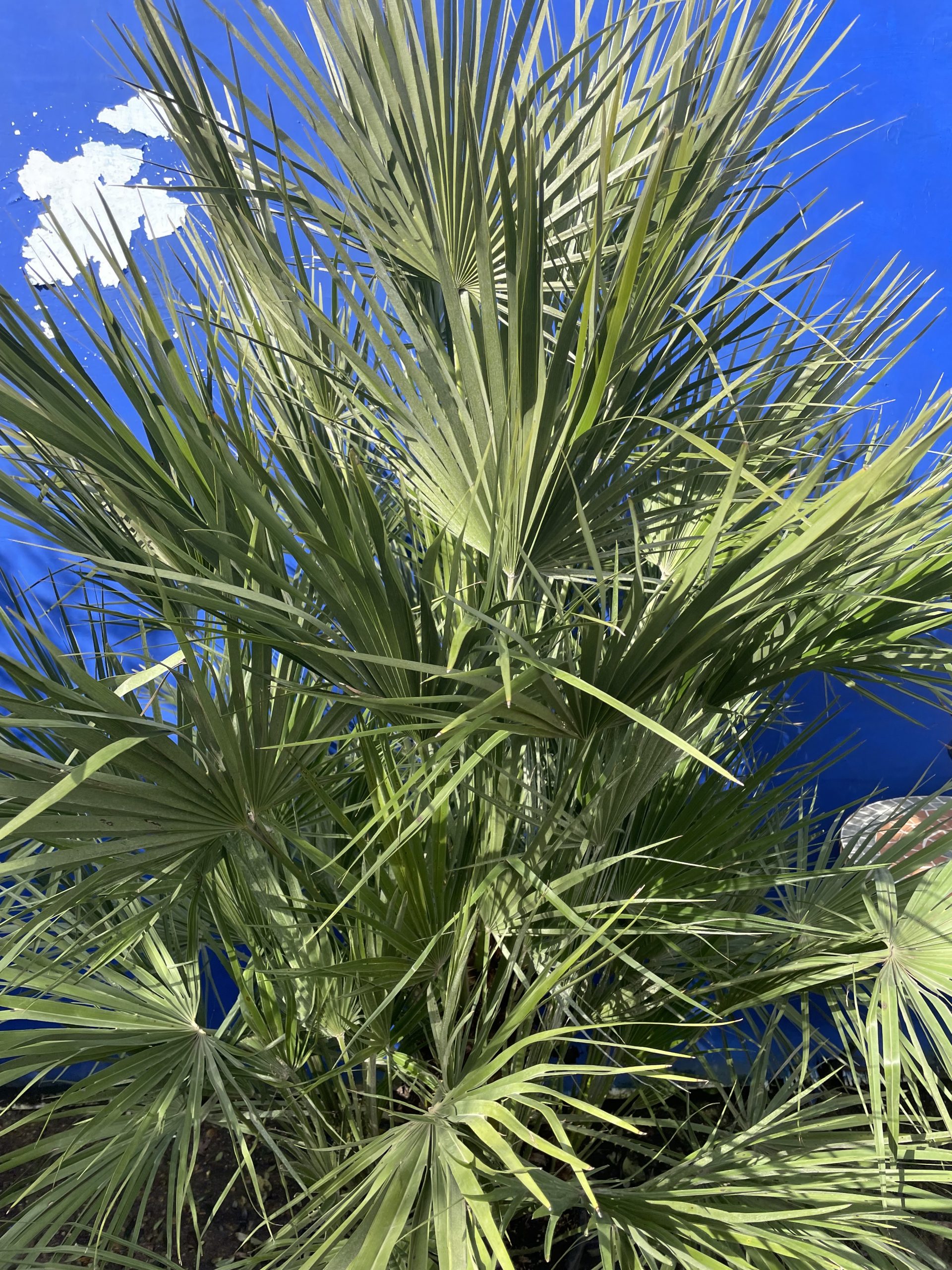 Chamaerops Humilis - free delivery - The Norfolk Olive Tree Company