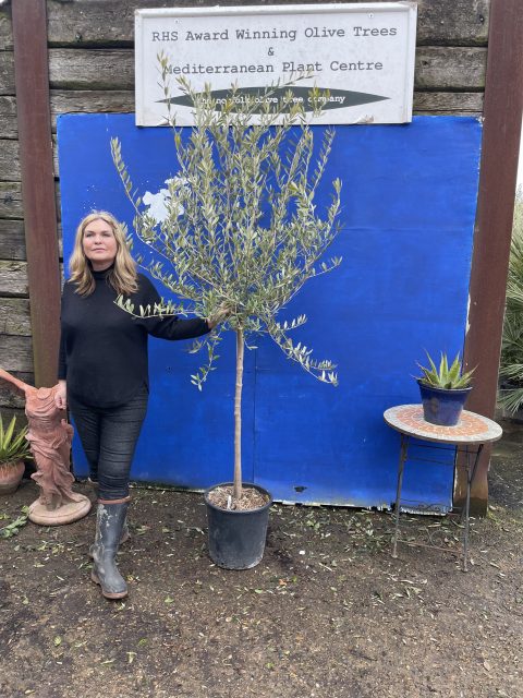 Tuscan Olive tree - free delivery - The Norfolk Olive Tree Company