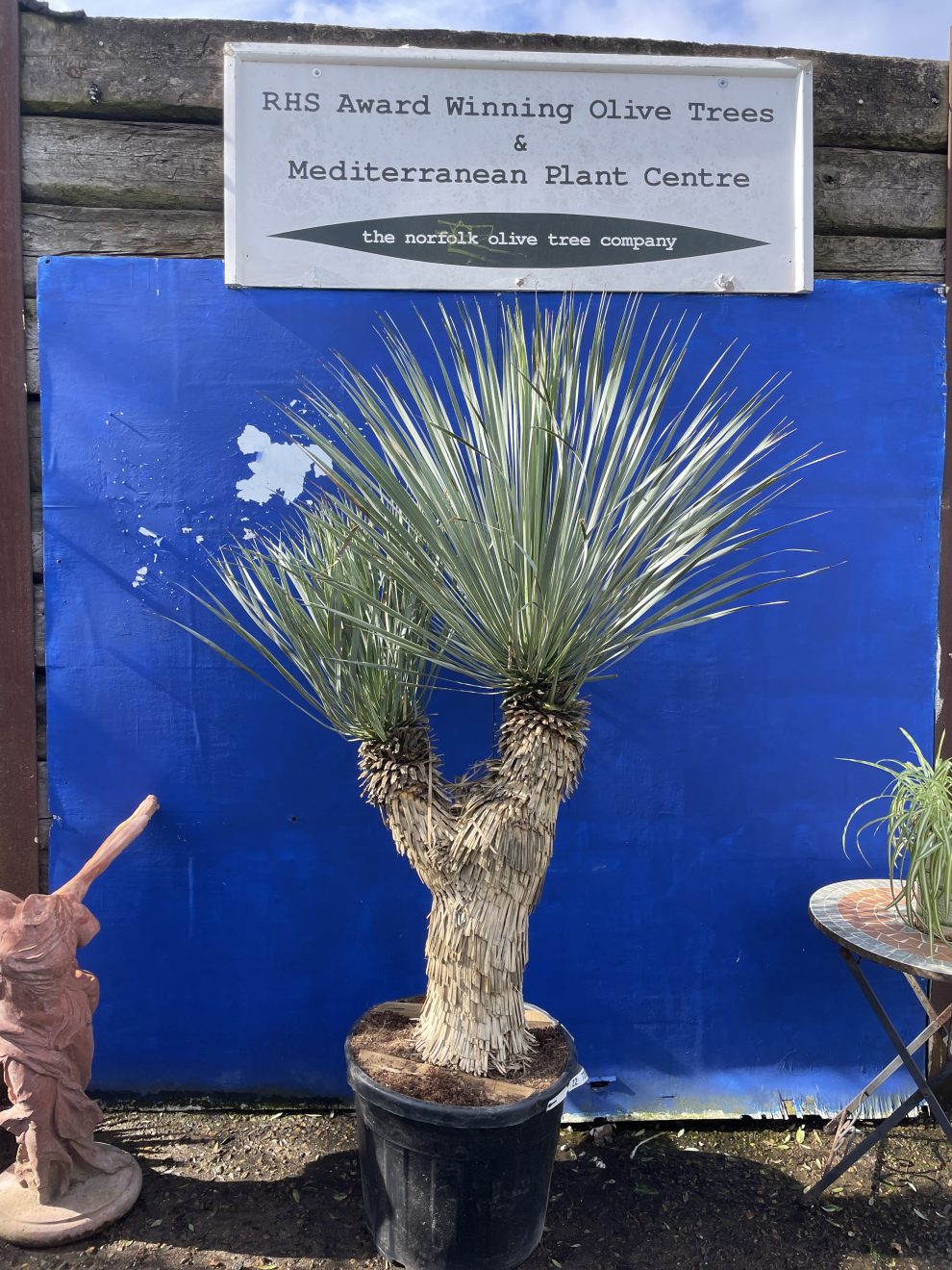 Double headed Yucca Rostrata - The Norfolk Olive Tree Company