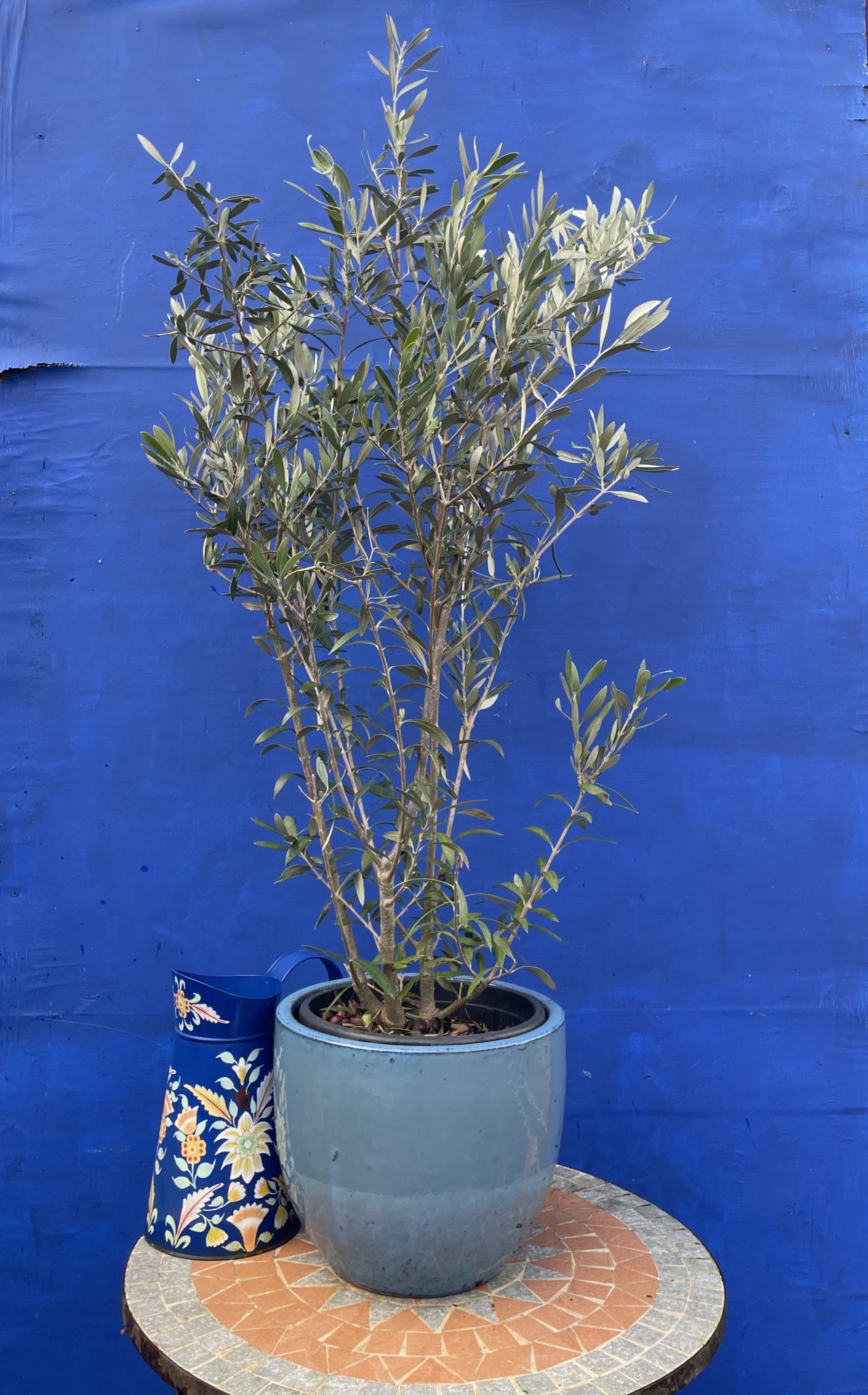 Dwarf Olive Tree. Free delivery - The Norfolk Olive Tree Company