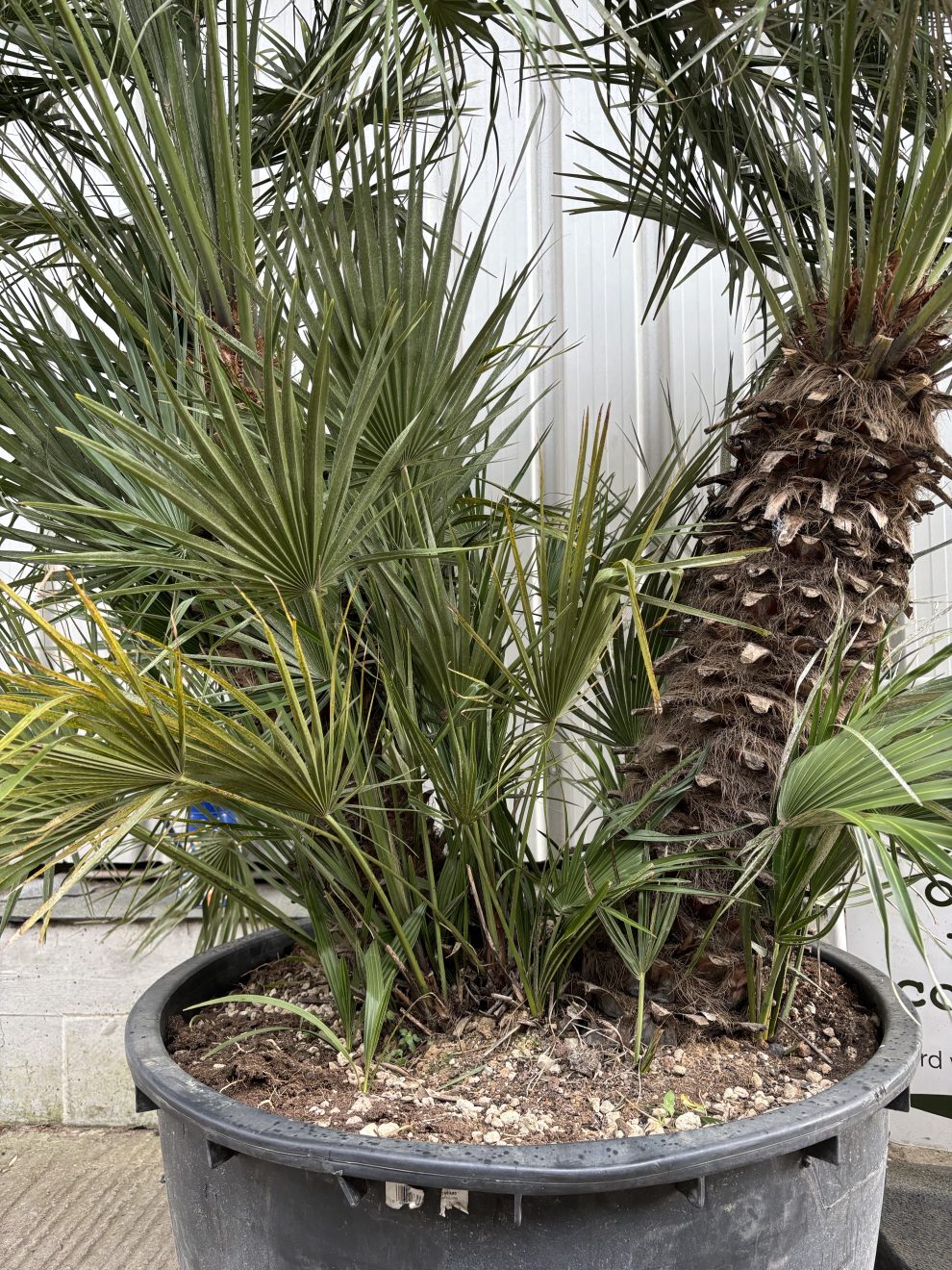 Chamaerops Humilis - The Norfolk Olive Tree Company