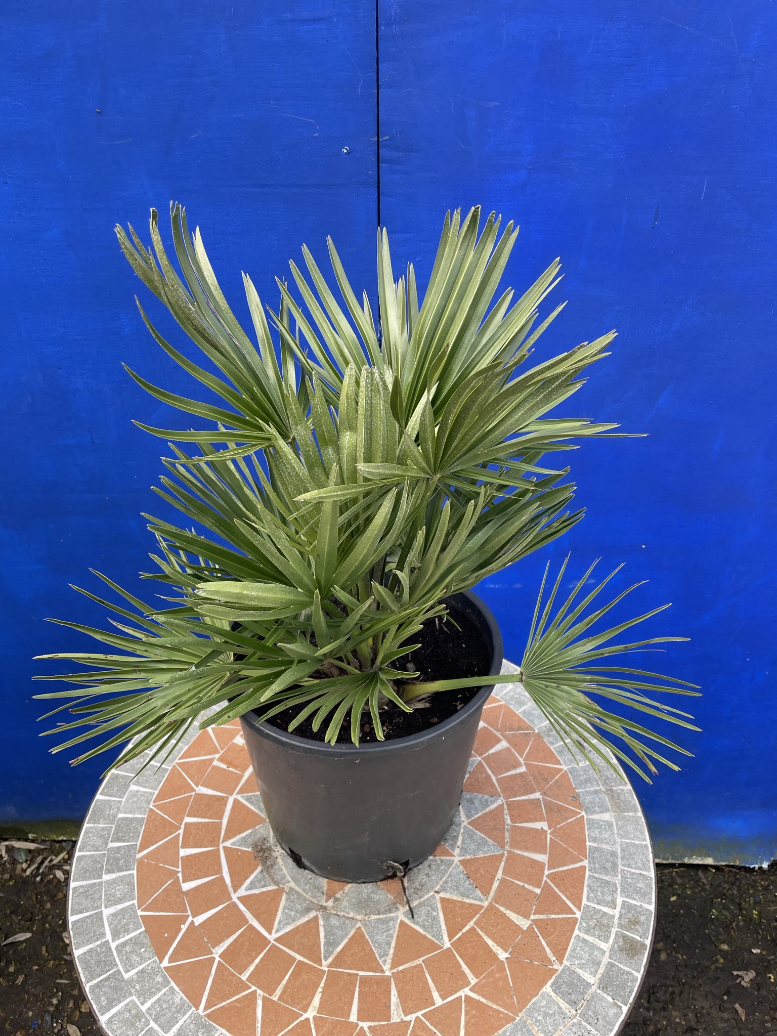 Chamaerops Humilis ‘Volcano’ - free delivery - The Norfolk Olive Tree ...