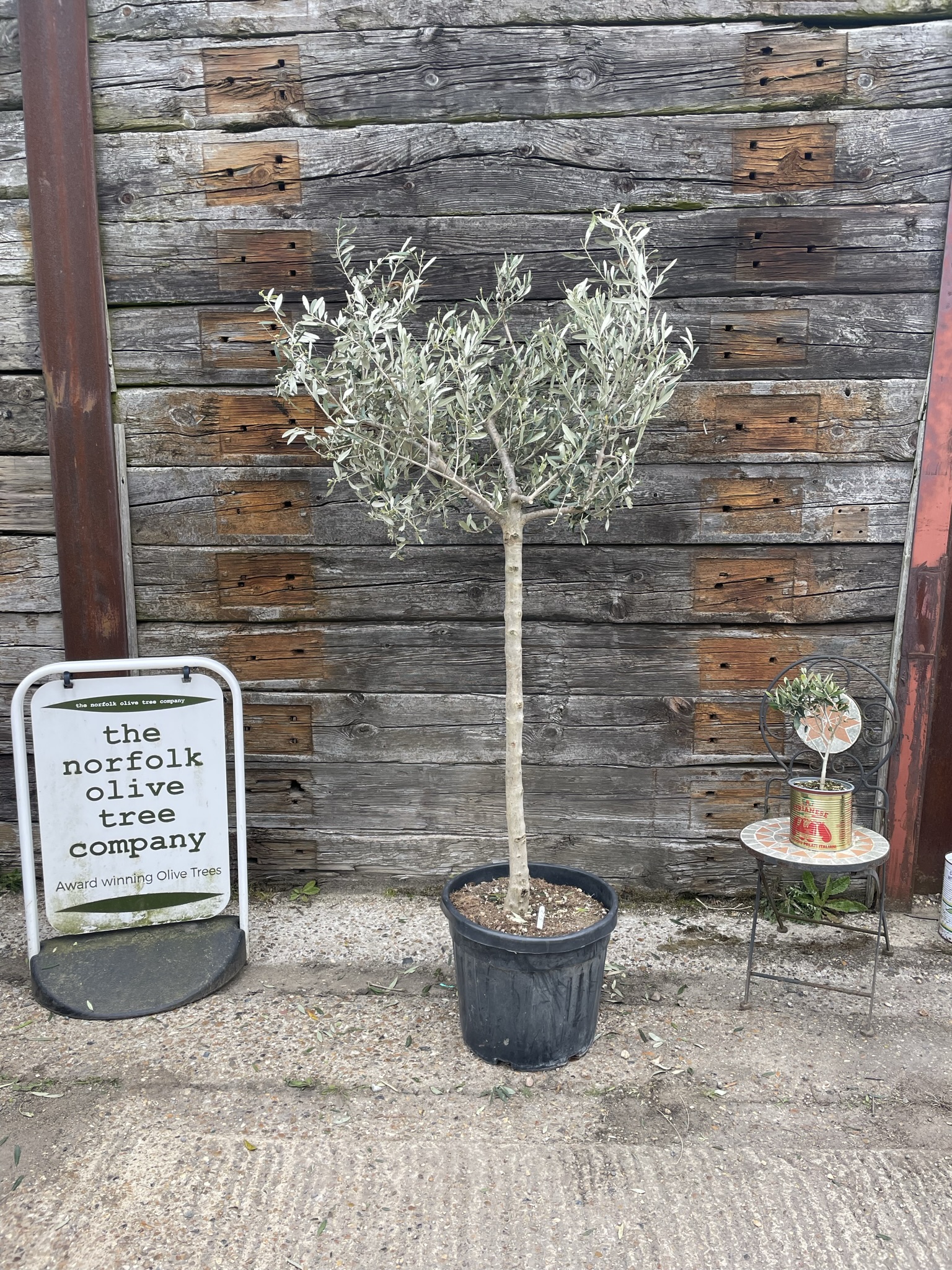 Tuscan Olive tree - free delivery - The Norfolk Olive Tree Company