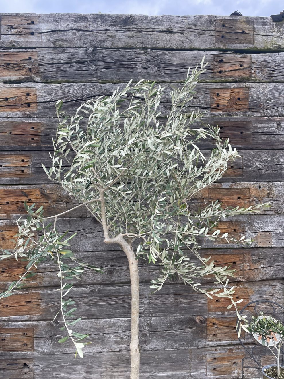 Patio Olive tree - free delivery - The Norfolk Olive Tree Company