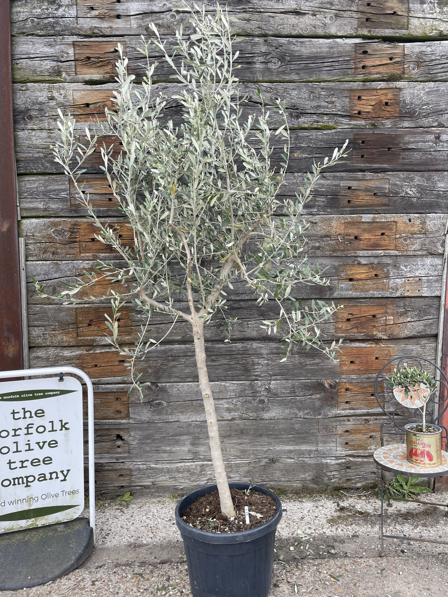 Courtyard Olive tree