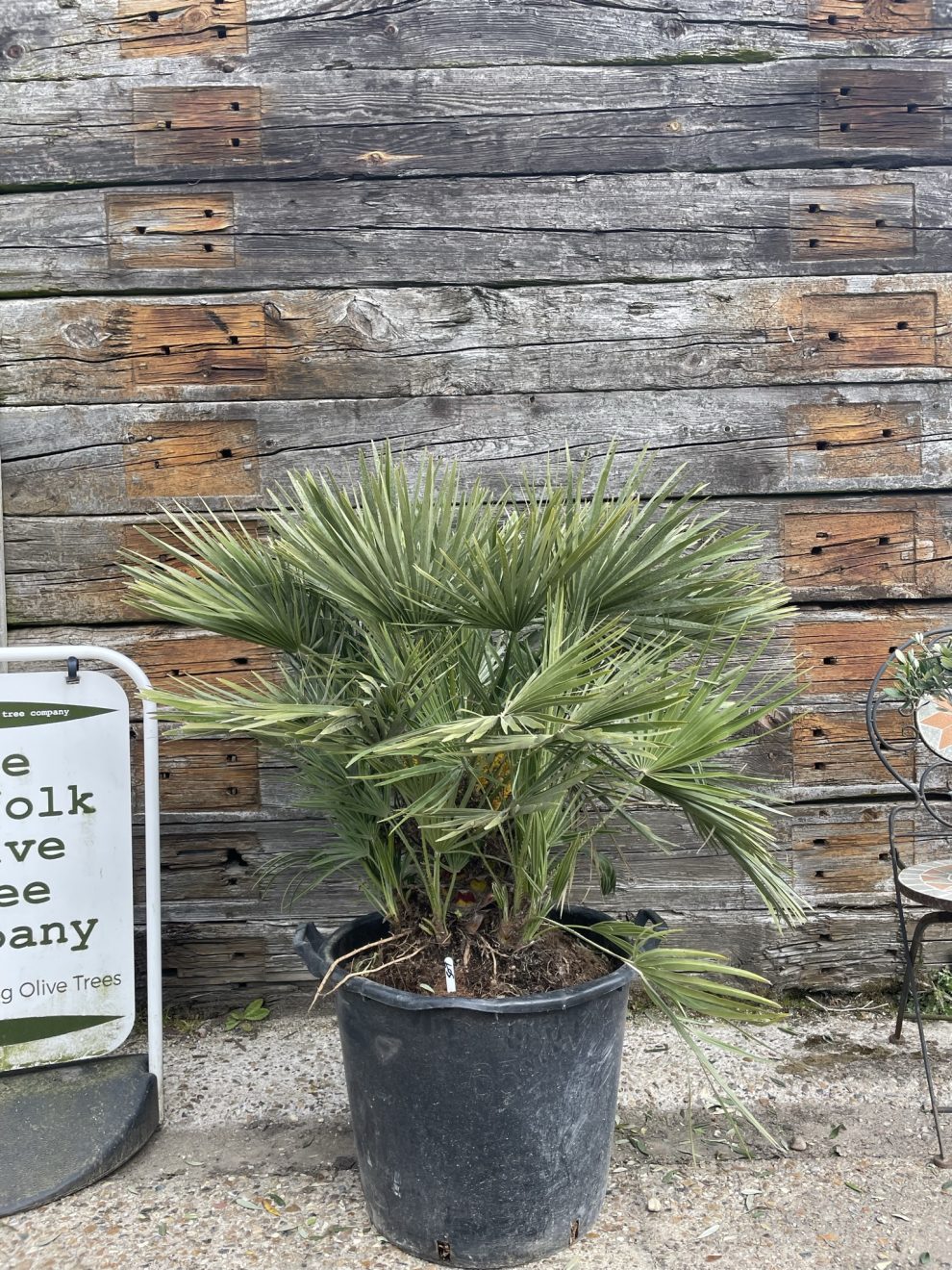 Chamaerops Humilis - free delivery - The Norfolk Olive Tree Company