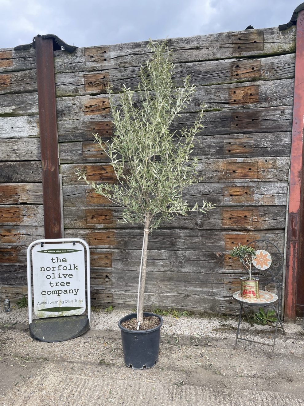 Tuscan Olive tree - free delivery - The Norfolk Olive Tree Company