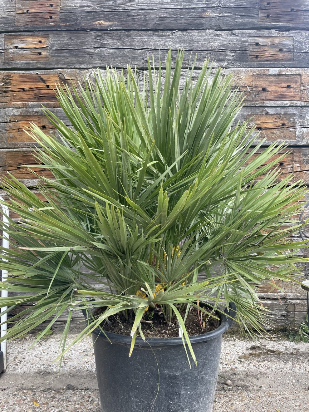 Chamaerops Humilis - free delivery - The Norfolk Olive Tree Company
